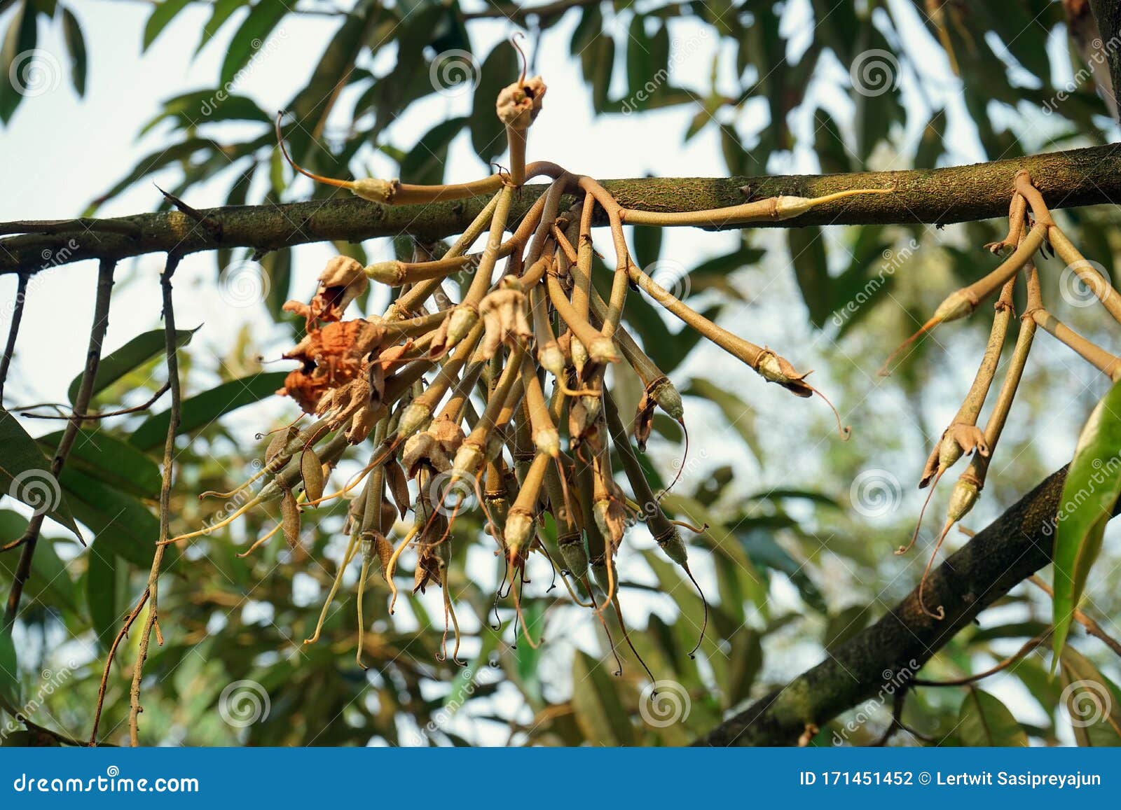 Young Durian Fruit Development in Production Orchard Stock Photo ...