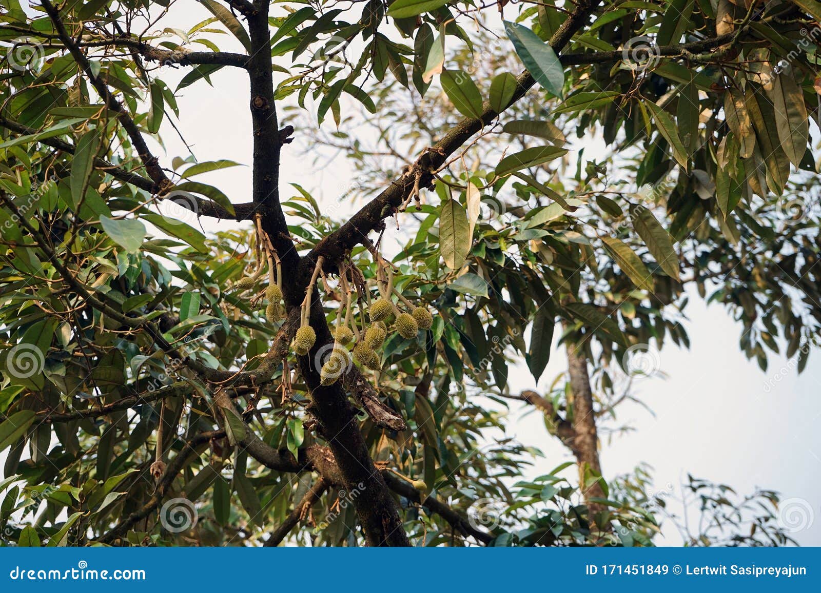 Young Durian Fruit Development in Production Orchard Stock Image ...