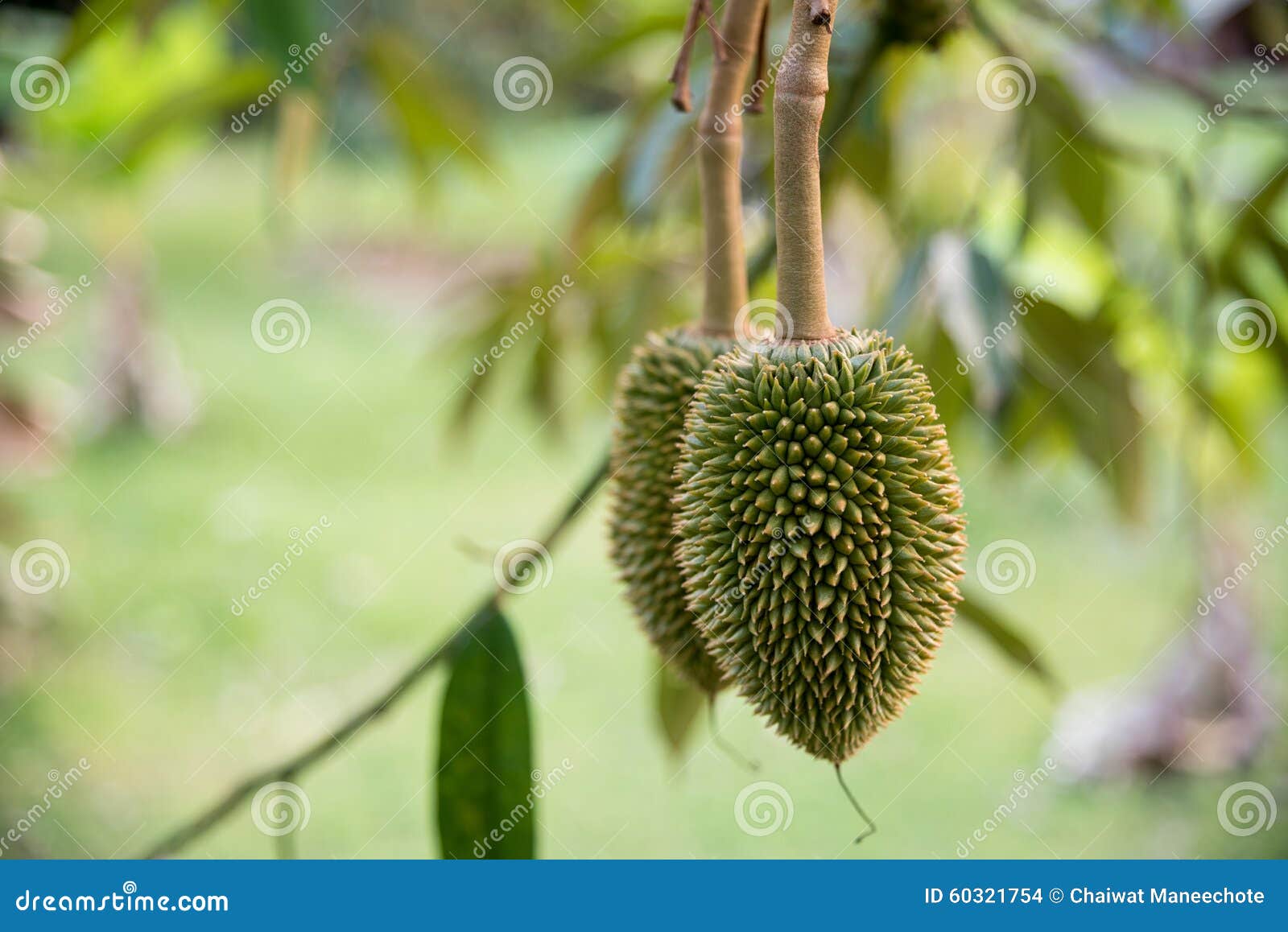 Little Durian Flower, Fresh Durian Fruit On Tree Royalty-Free Stock ...