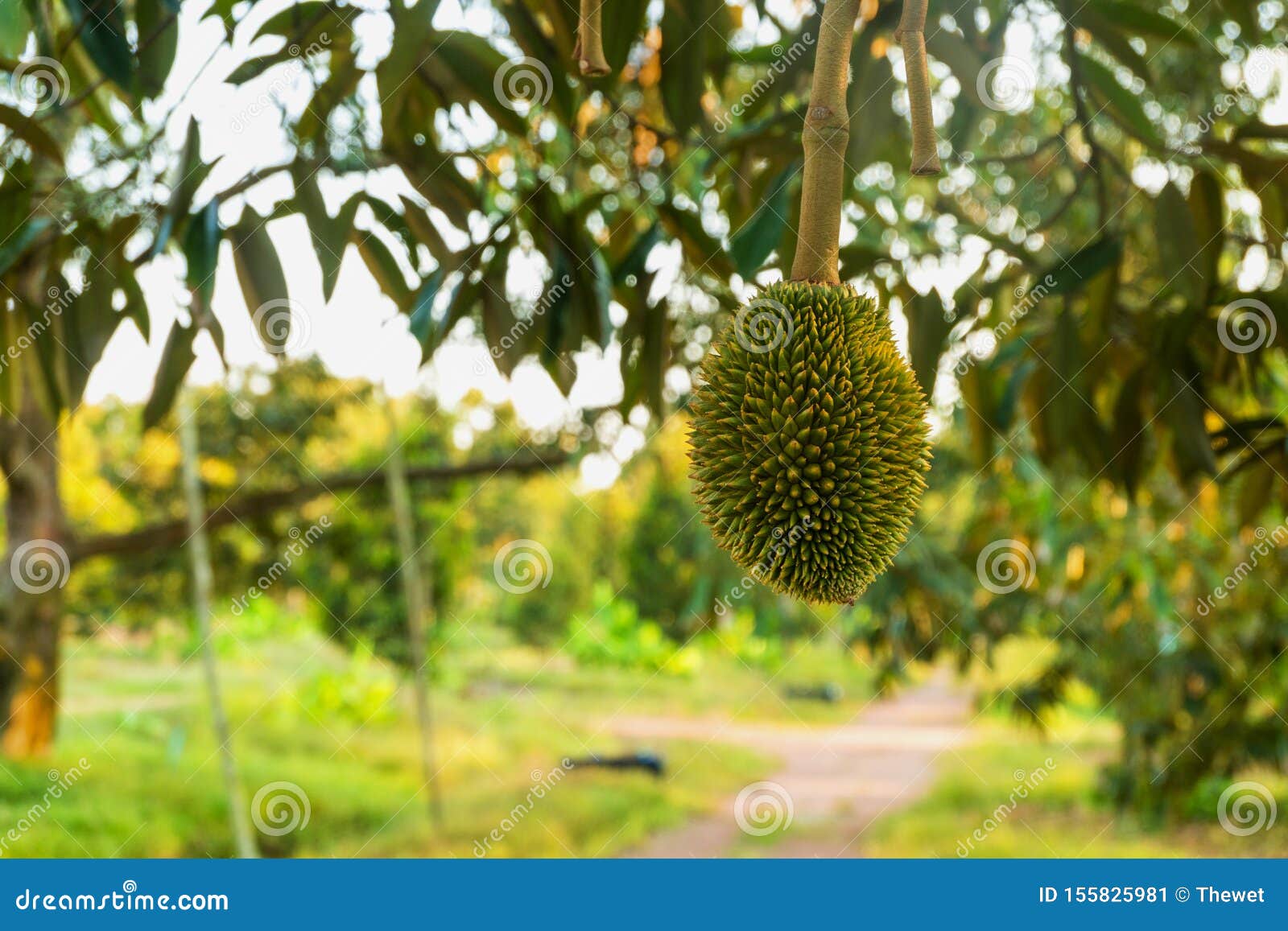 Young durian fruit on tree stock image. Image of fresh - 155825981