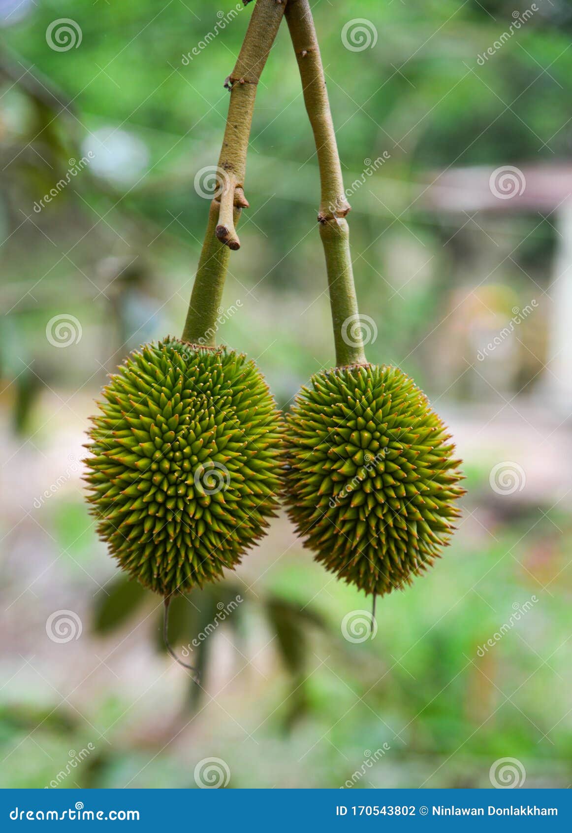 Young Durian Fruit on the Tree Stock Photo - Image of healthy, hang ...