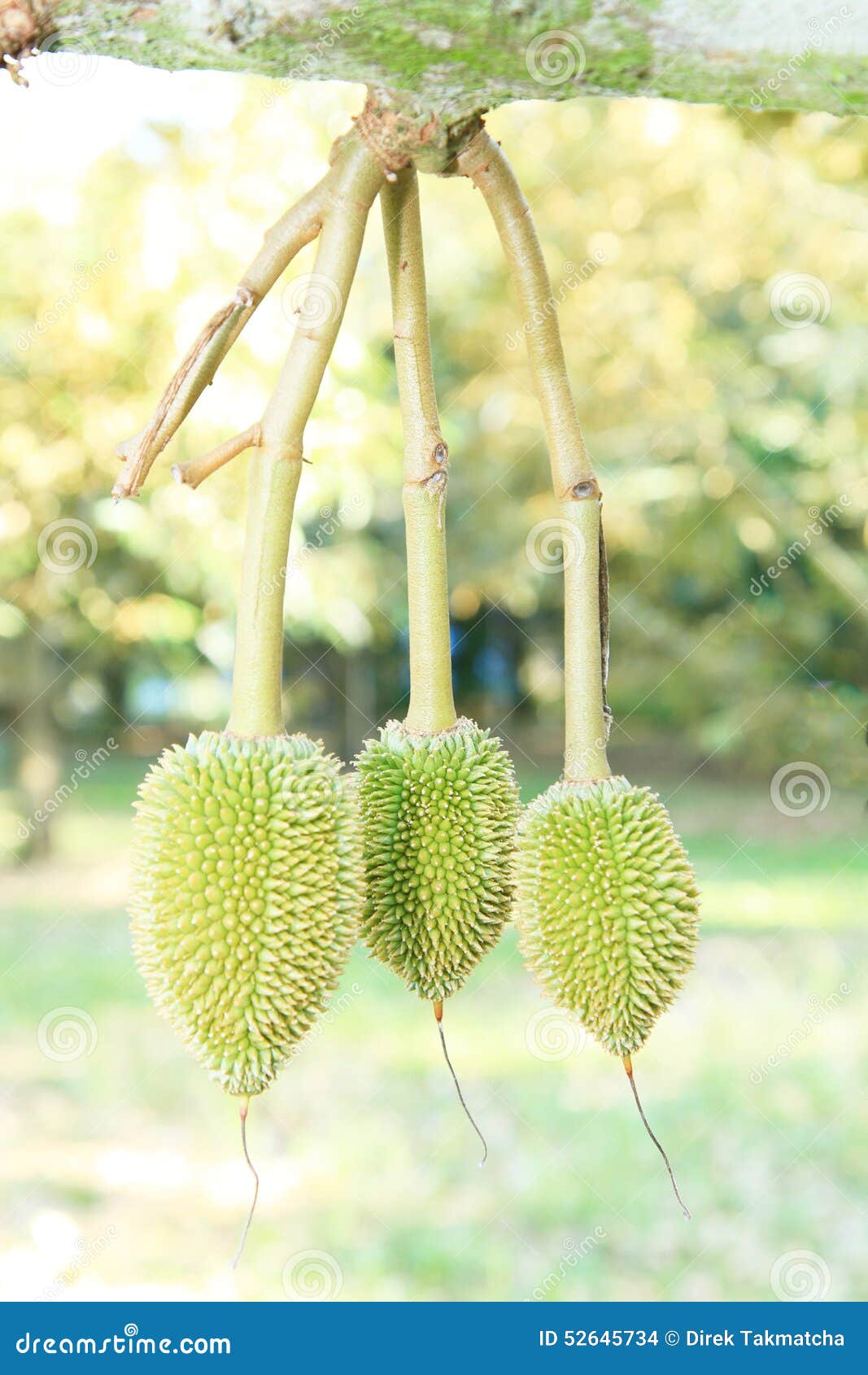 Young Durian Fruits on Tree Stock Photo - Image of delicacy, asian ...