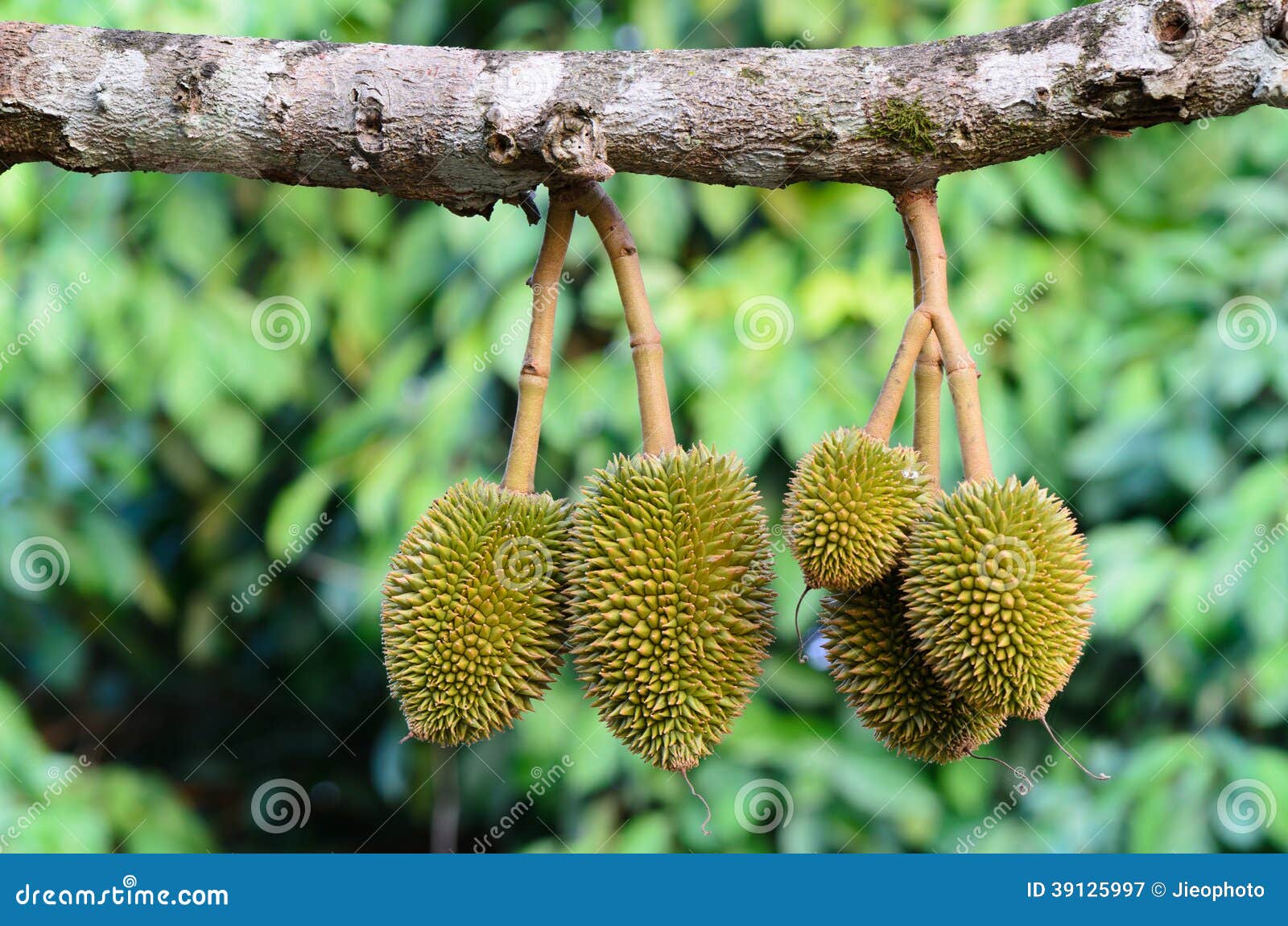 Young Durian on Its Tree in the Orchard Stock Image - Image of fruit ...