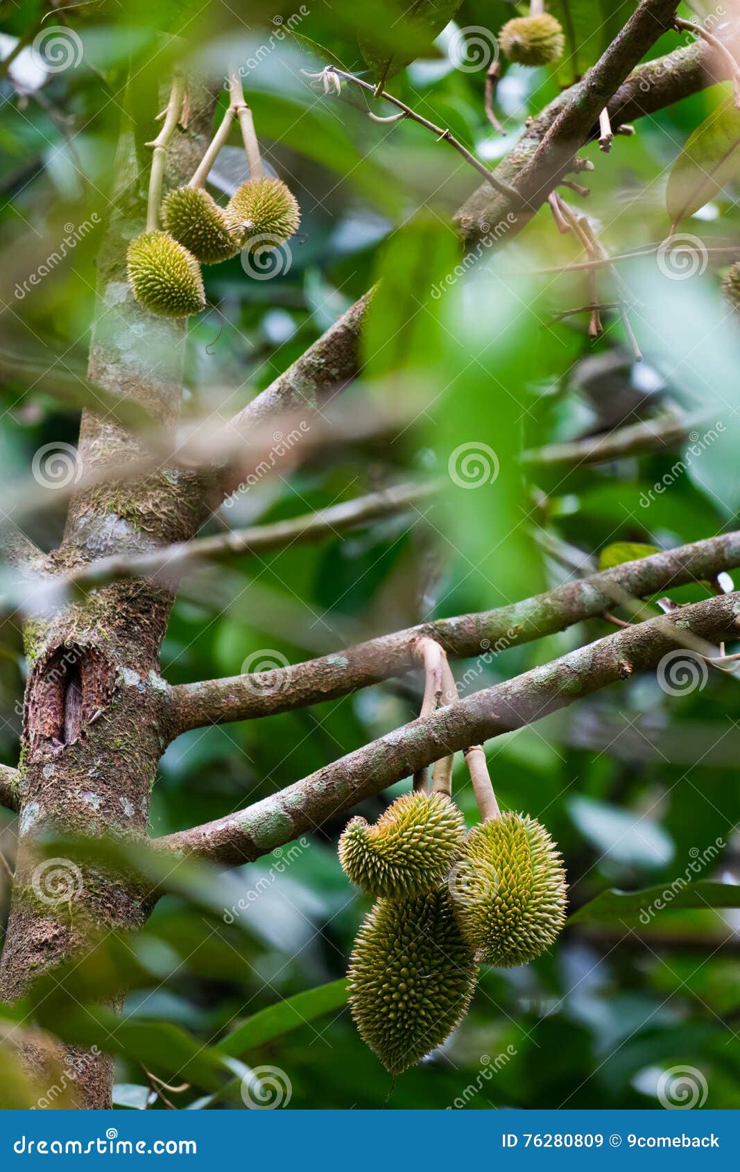 Young durian stock image. Image of food, young, farm - 76280809
