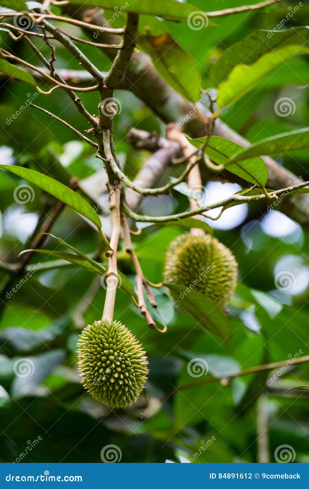 Young durian stock photo. Image of asia, tropical, vegetable - 84891612