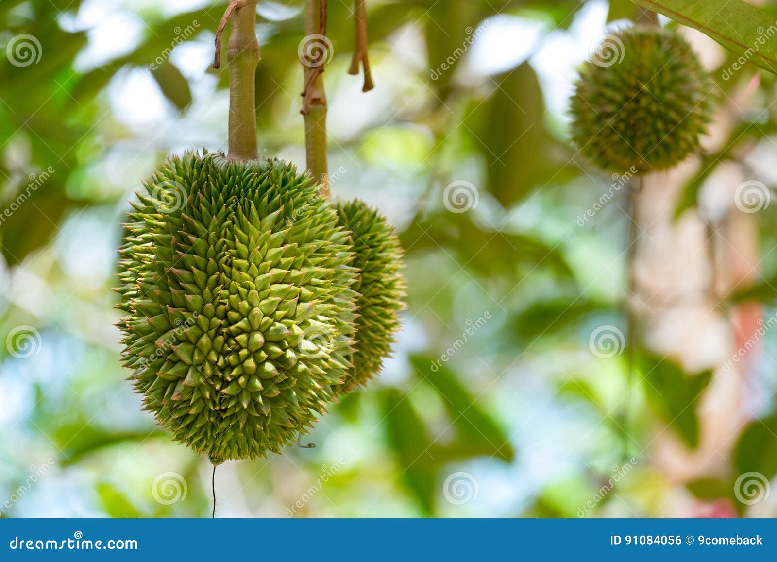 Young durian stock photo. Image of organic, fresh, young - 91084056