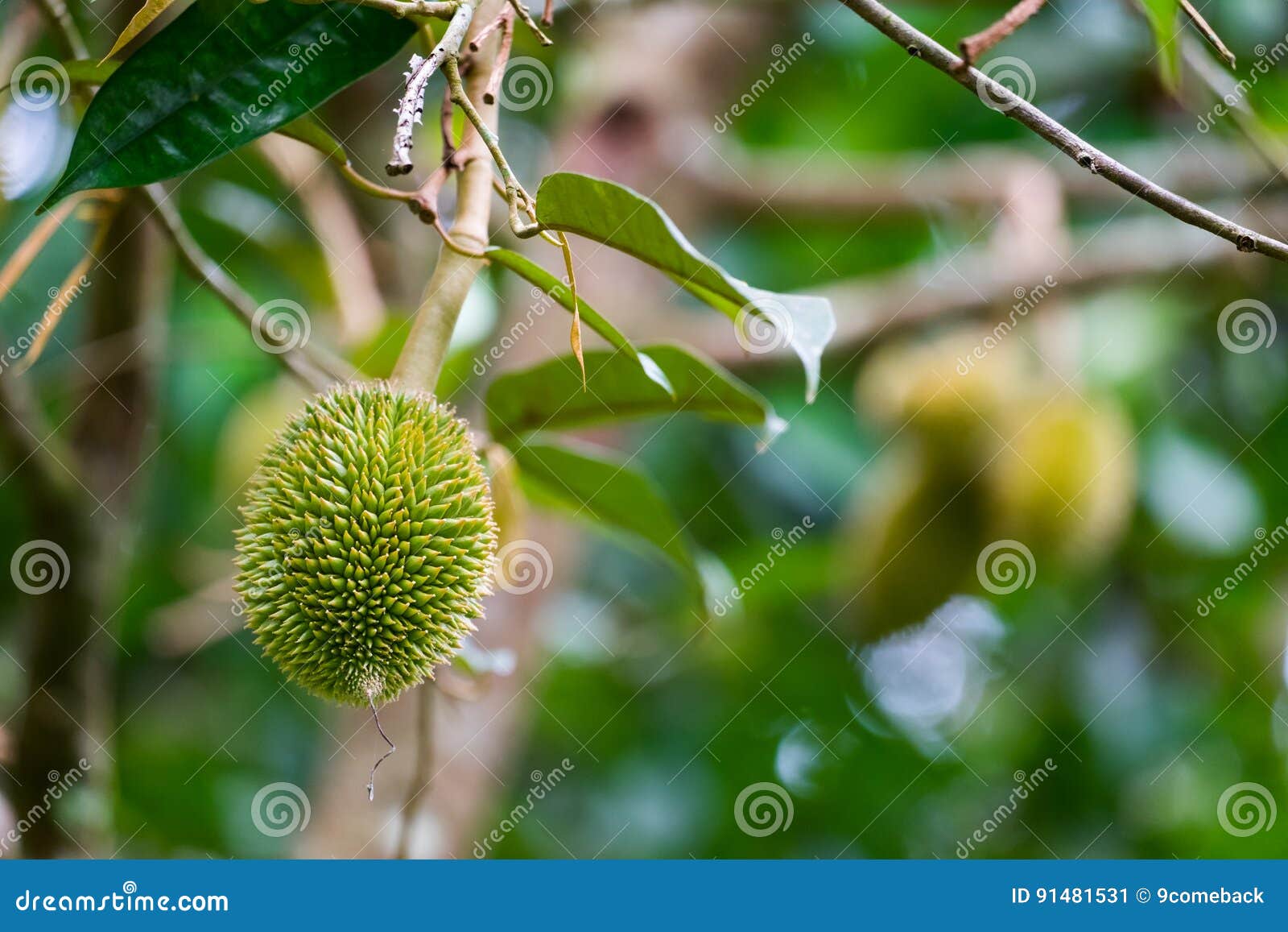 Young durian stock image. Image of green, golden, garden - 91481531