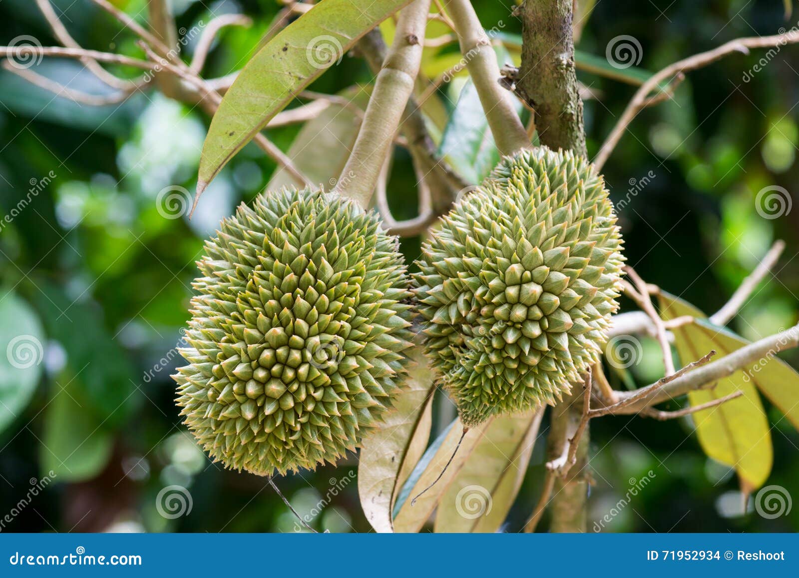 Young durian stock photo. Image of garden, durio, delicious - 71952934