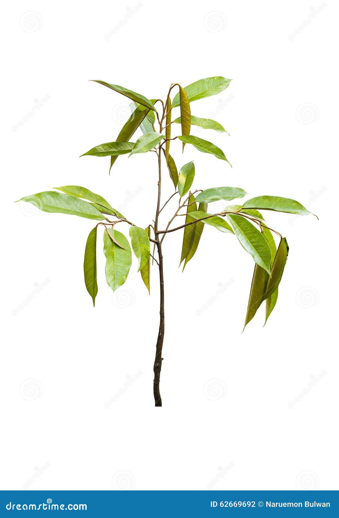 Young Durian tree isolated stock photo. Image of tree - 62669692