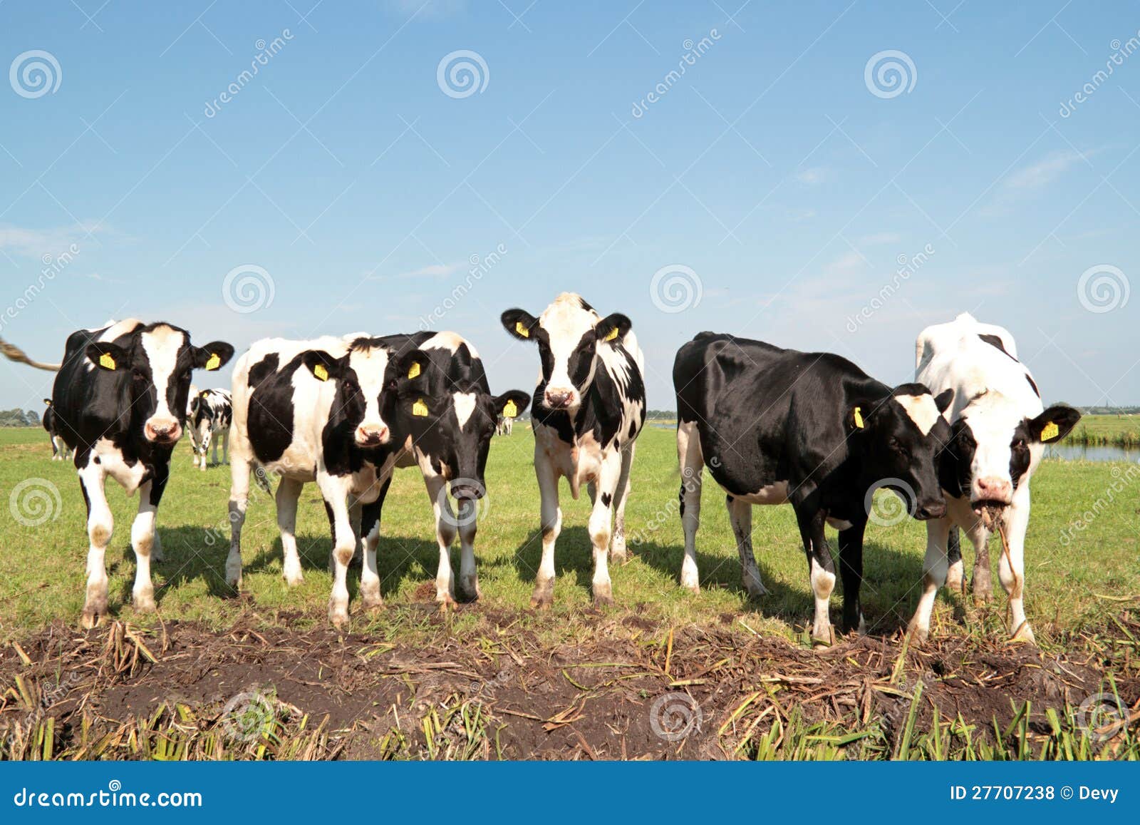 Young dutch cows stock photo. Image of nature, spring - 27707238