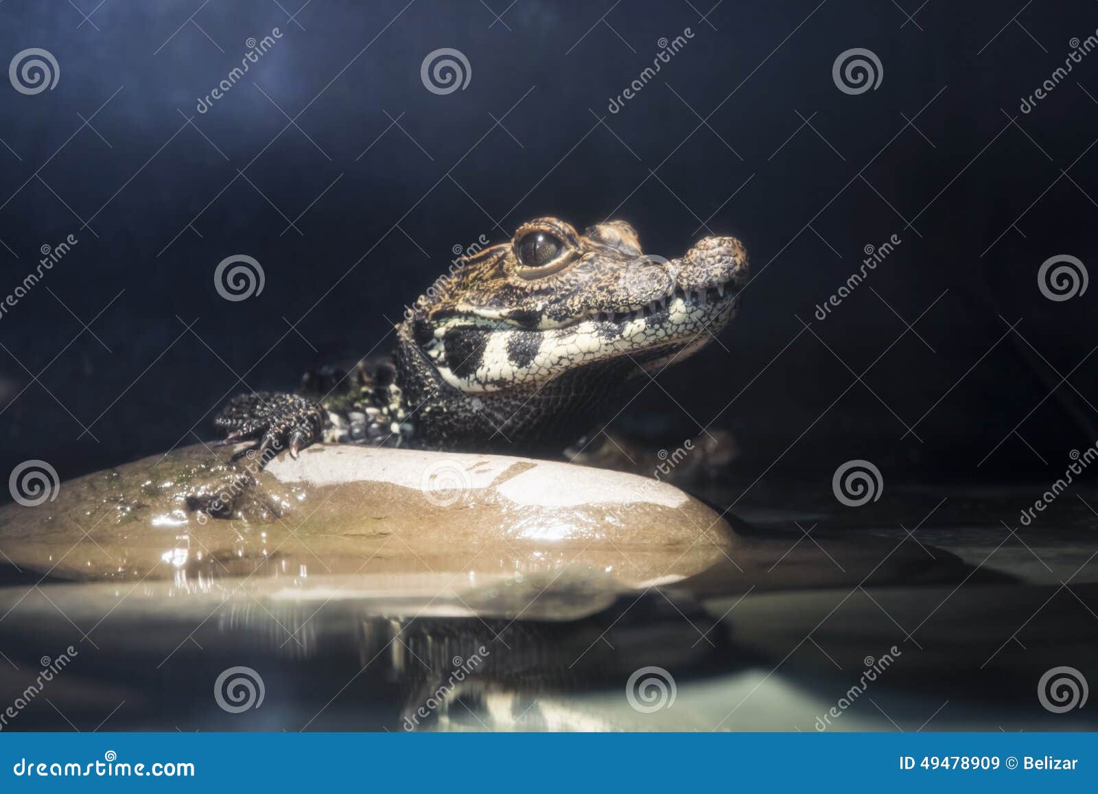 Young Dwarf Crocodile (Osteolaemus Tetraspis) Stock Image - Image of ...