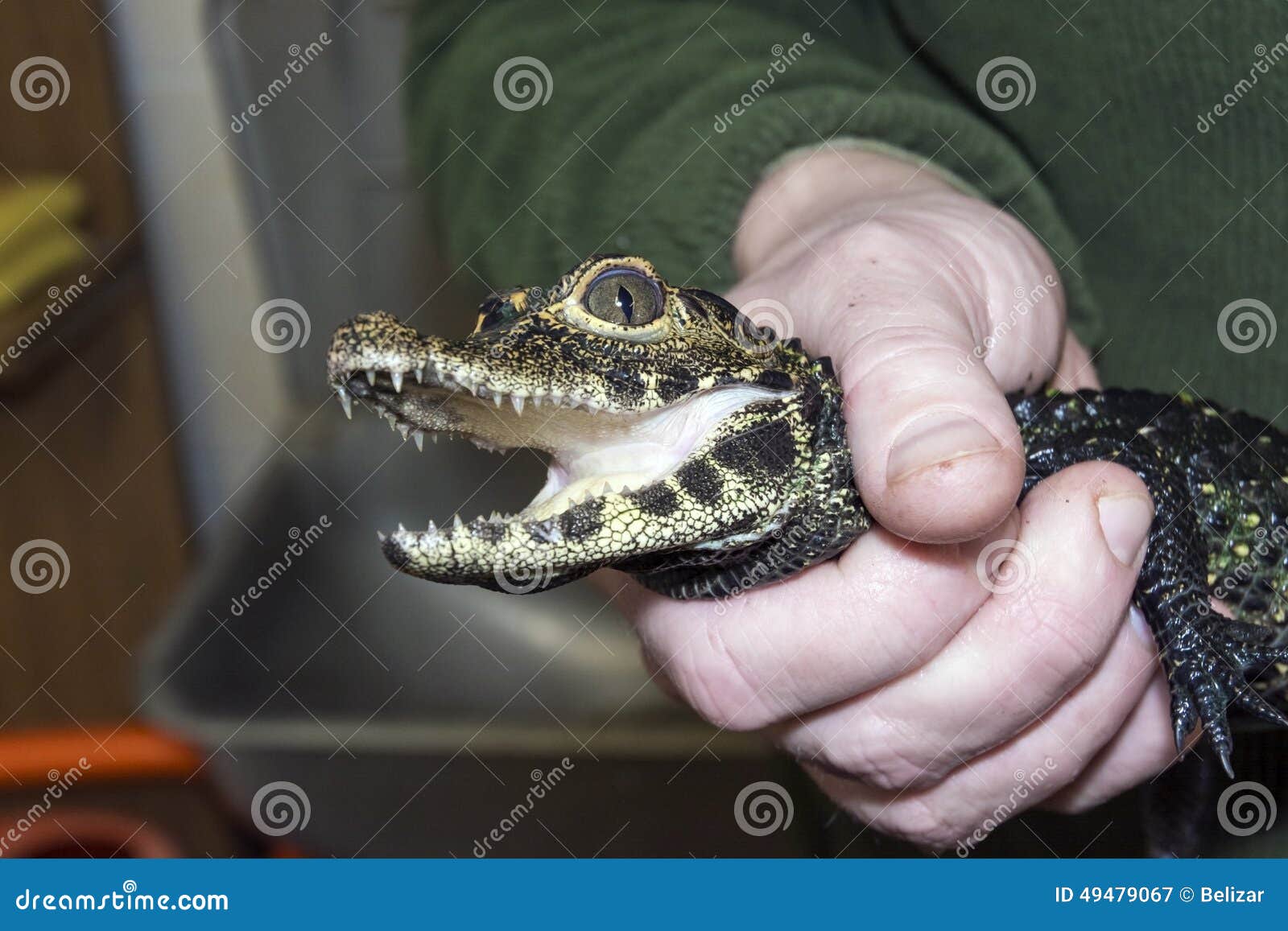 Young Dwarf Crocodile (Osteolaemus Tetraspis) Stock Image - Image of ...