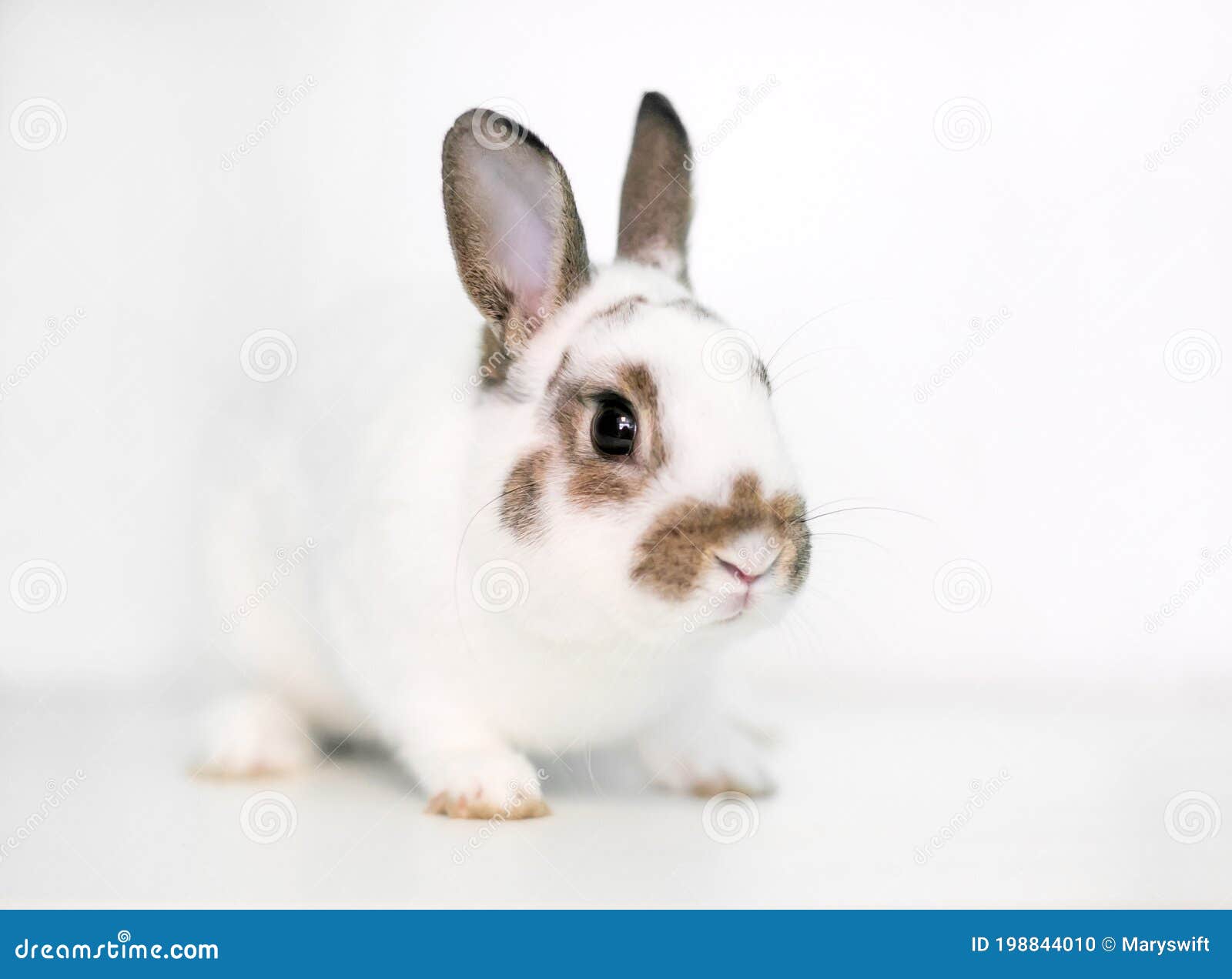 A Young Dwarf Pet Rabbit on a White Background Stock Photo - Image of ...