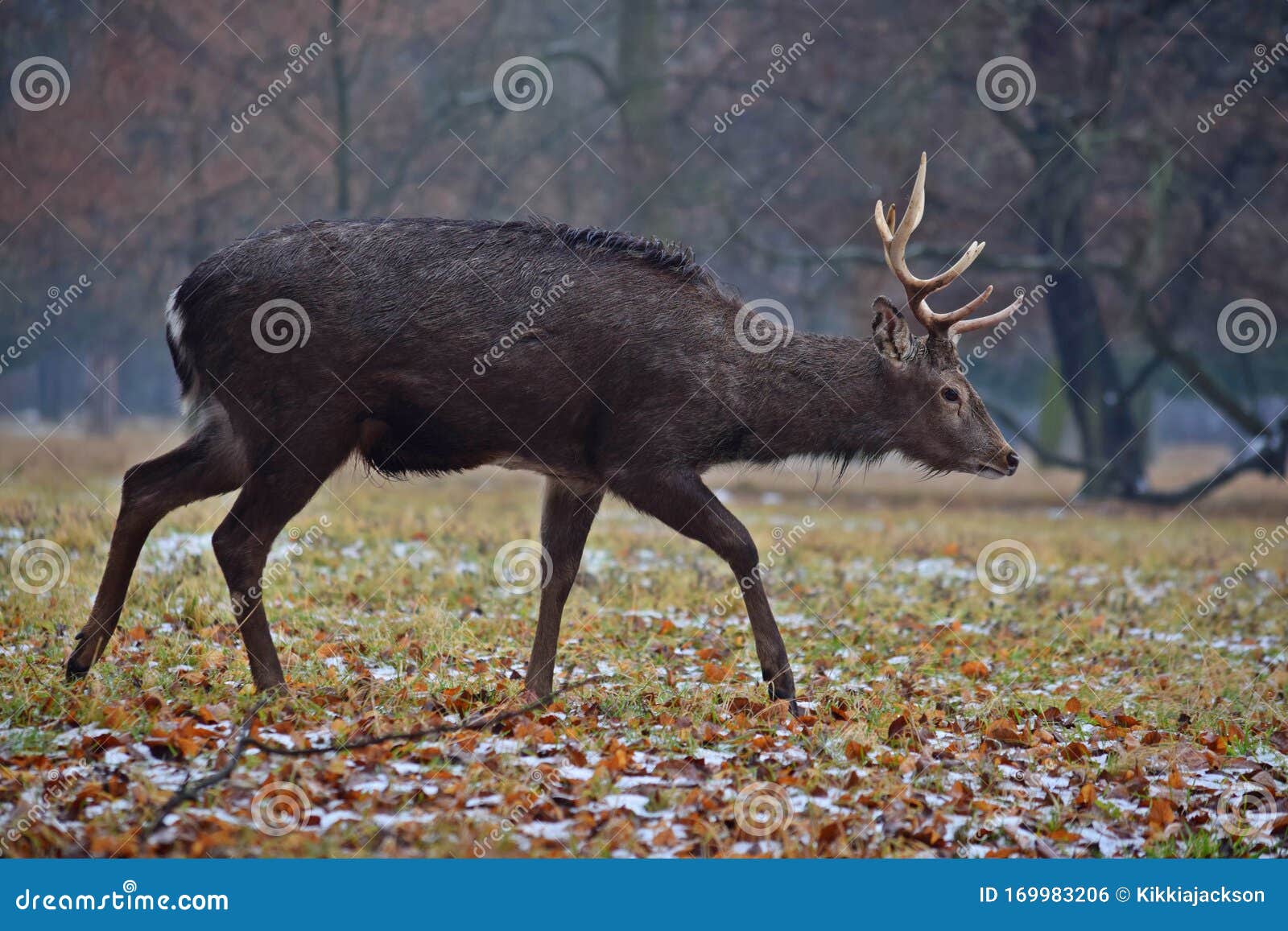 Dybowskii Deer Back View Under The Tree Portrair Stock Photo ...
