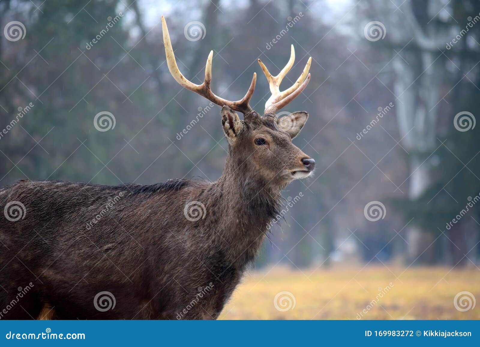 Dybowskii Deer Back View Under The Tree Portrair Stock Photo ...
