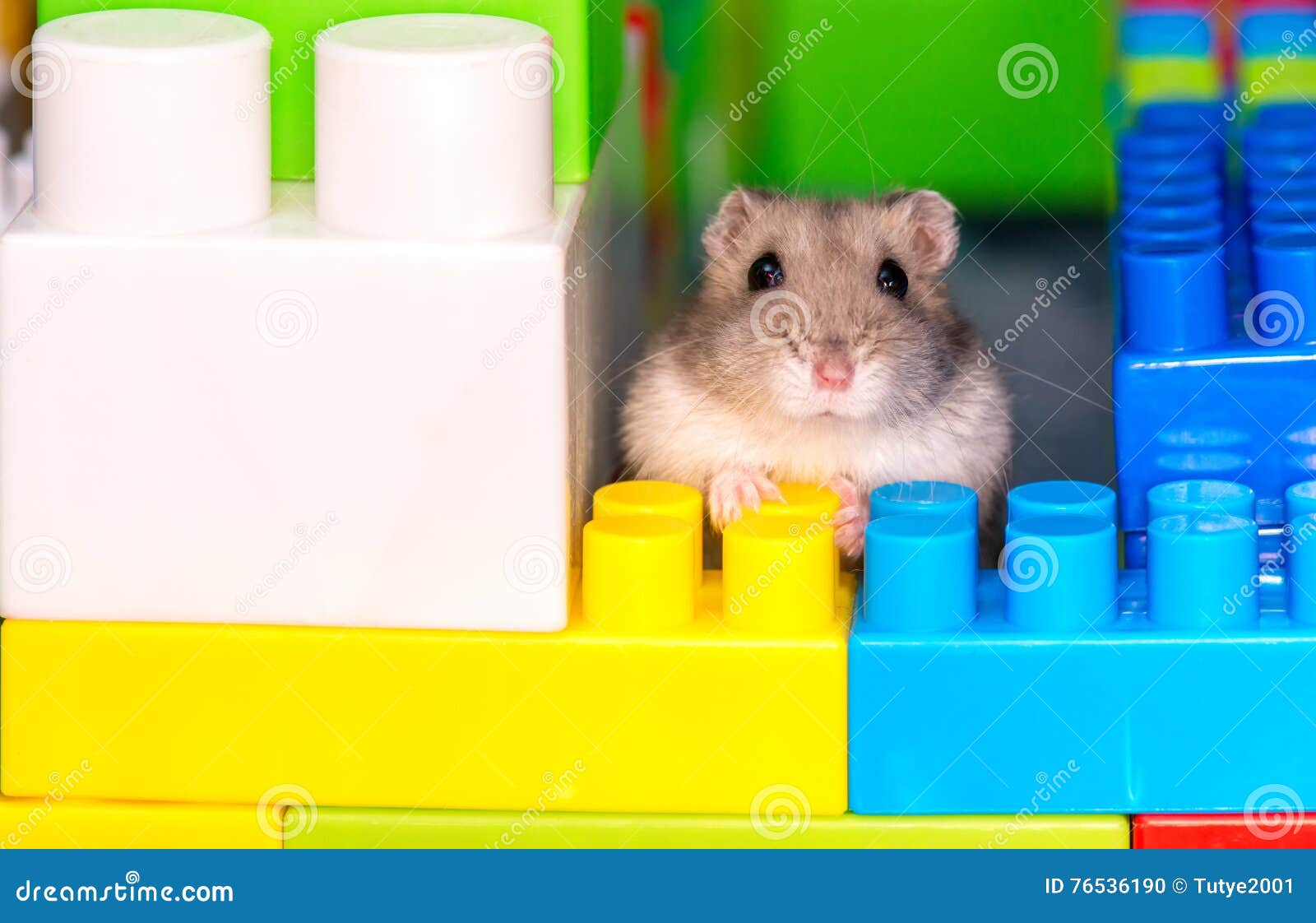 Young Dzungarian Hamster in the Clorful Toy Cubs Stock Photo - Image of ...