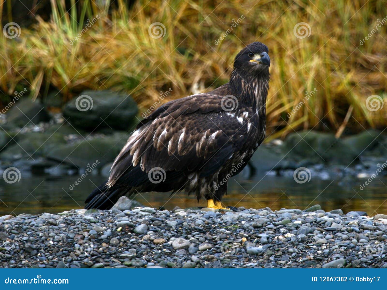 Young eagle stock photo. Image of headed, island, hunting - 12867382