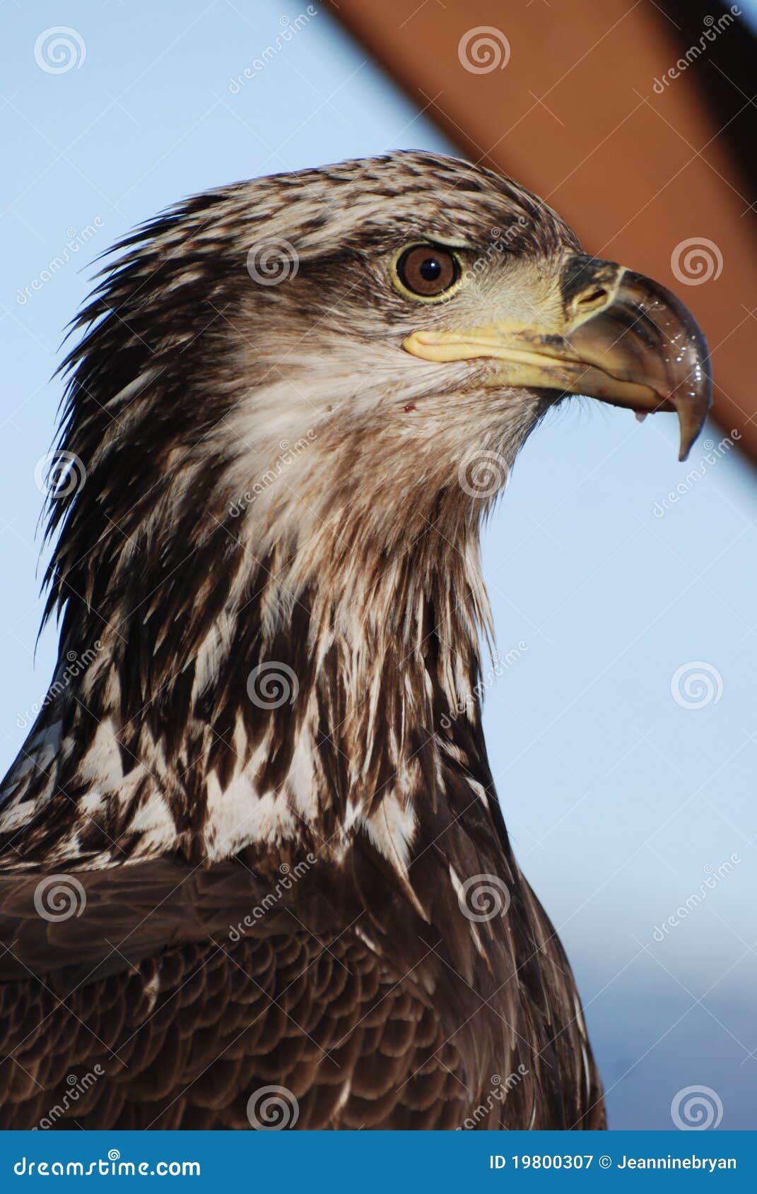 Young Eagle stock image. Image of wildlife, american - 19800307