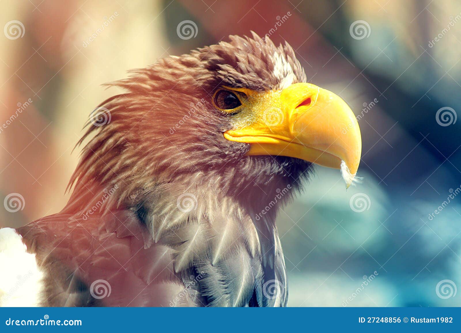 Young Eagle stock photo. Image of bird, freedom, look - 27248856