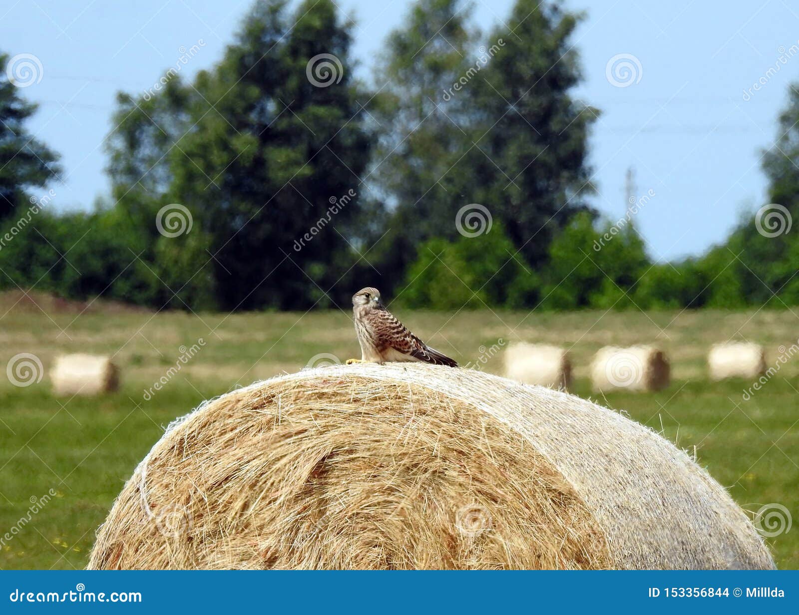 Young Eagle Bird on Hay Ball, Lithuania Stock Photo - Image of summer ...