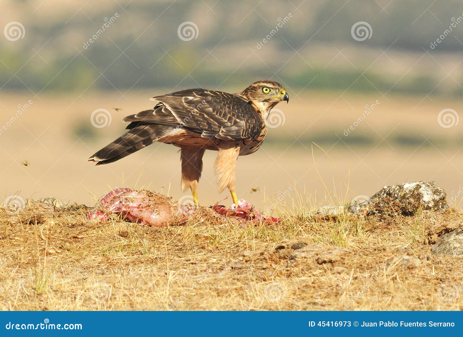 Young Eagle with Food in the Field Stock Image - Image of dead, hawk ...