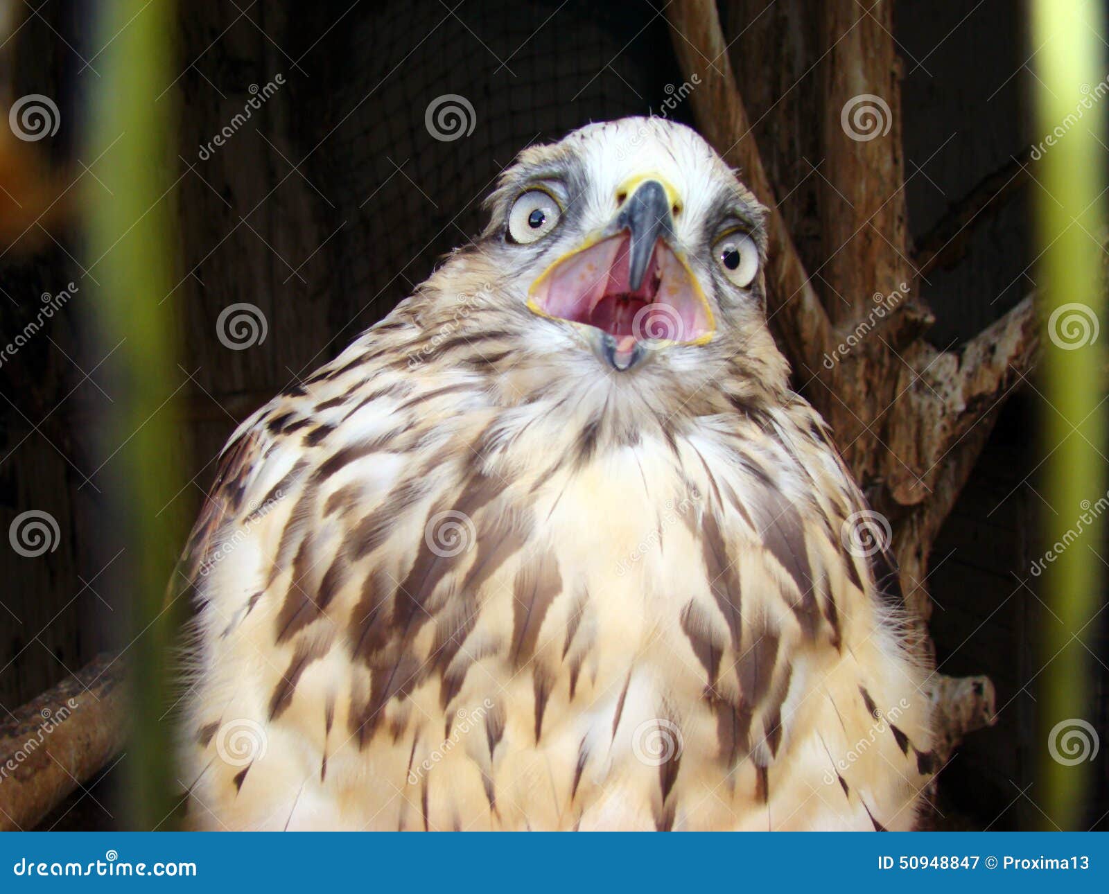 Young eagle with open beak stock image. Image of larynx - 50948847