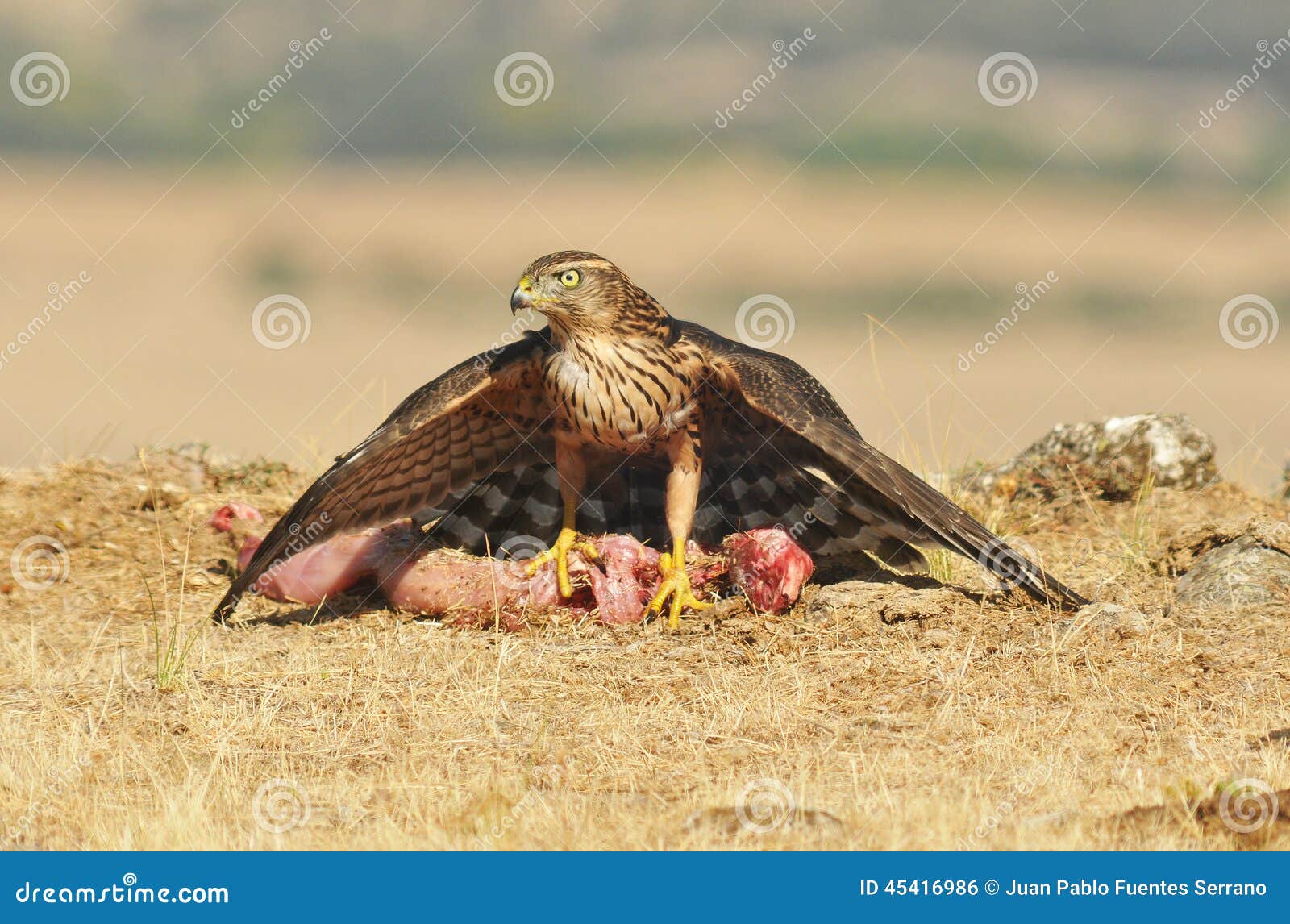 Young Eagle Poses with Food in the Field Stock Photo - Image of golden ...