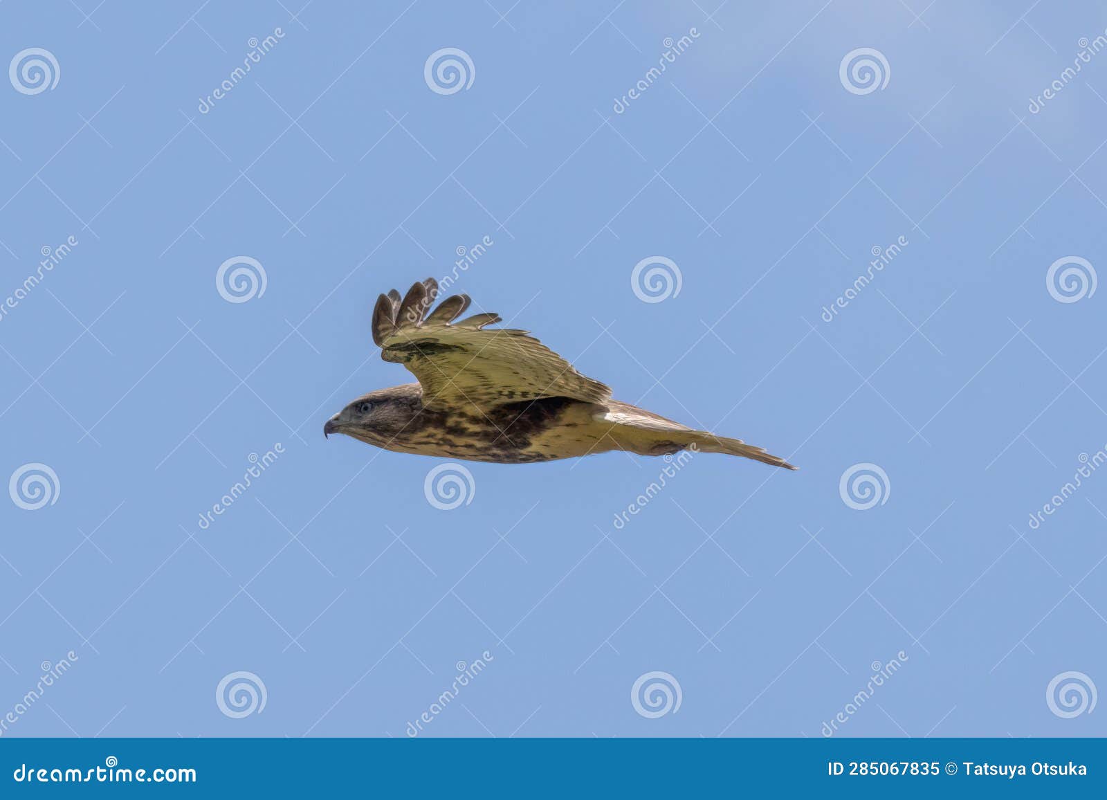 Young Eastern Buzzard Flying in a Blue Sky Background Stock Image ...