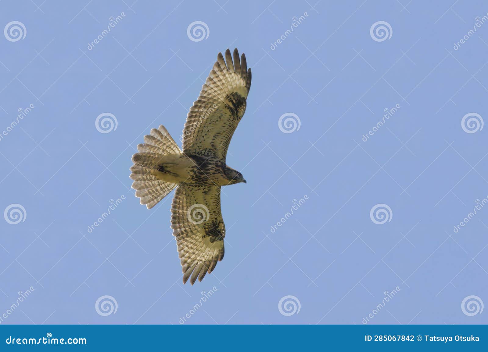 Young Eastern Buzzard Flying in a Blue Sky Background Stock Photo ...