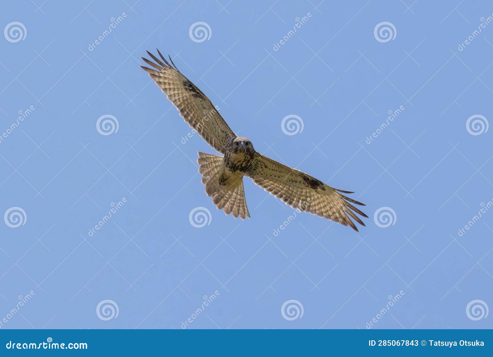 Young Eastern Buzzard Flying in a Blue Sky Background Stock Image ...