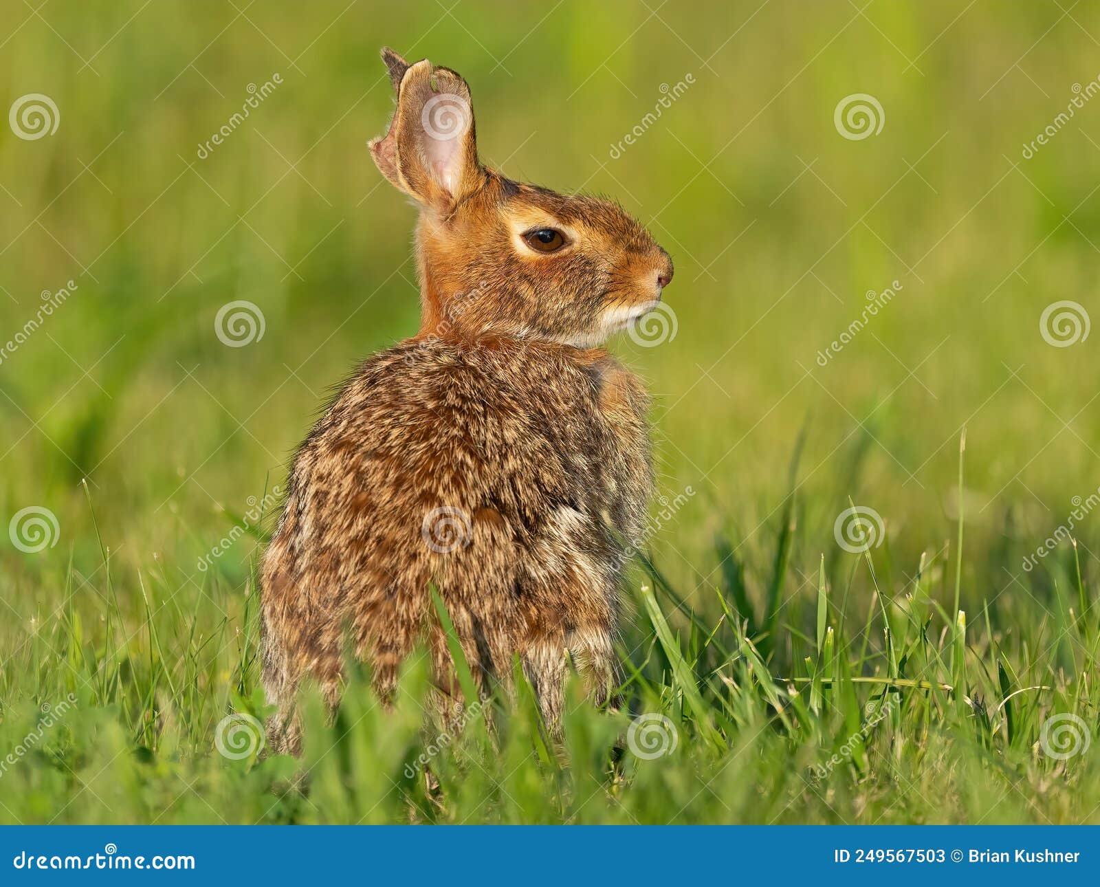 A Young Eastern Cottontail Rabbit Stock Image - Image of hare, animals ...