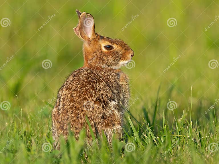 A Young Eastern Cottontail Rabbit Stock Image - Image of hare, animals ...