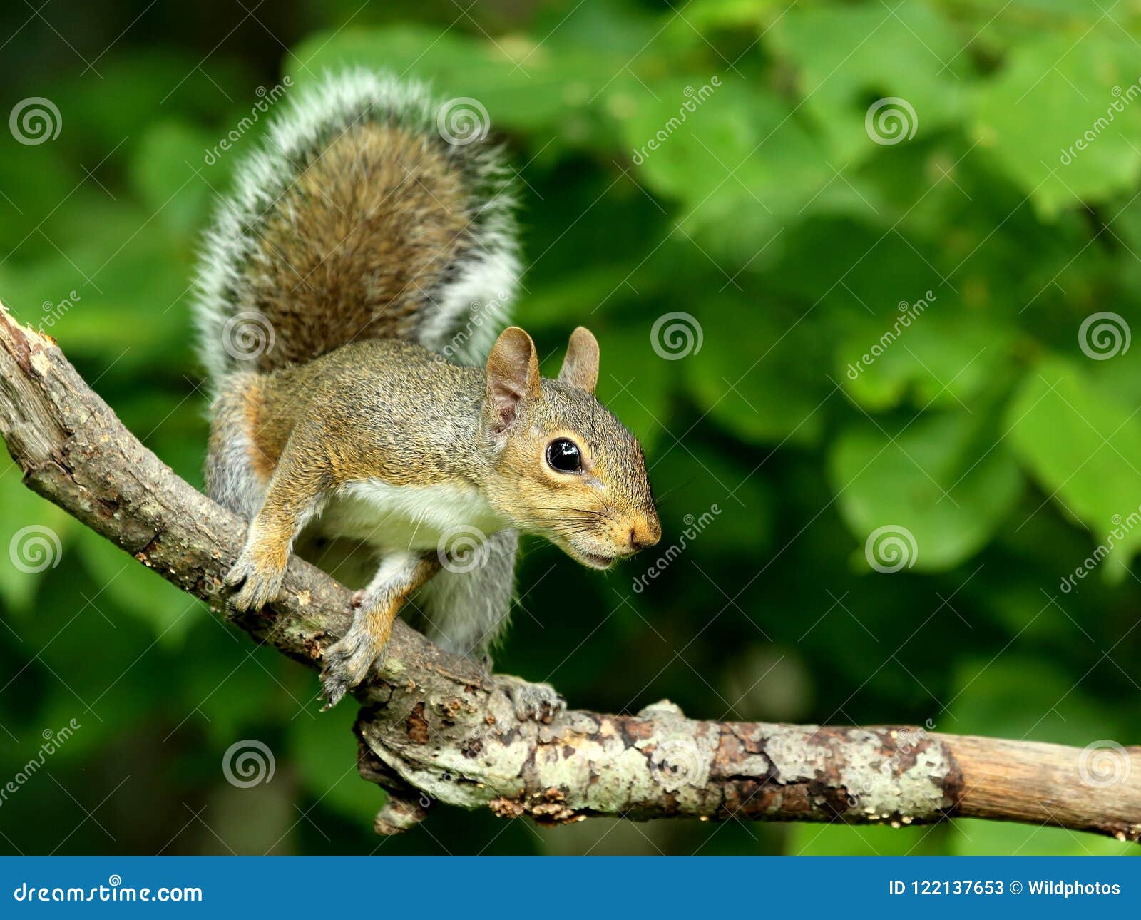 Young Eastern Gray Squirrel Stock Image - Image of face, sciurus: 122137653
