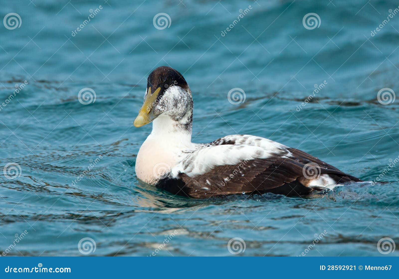 Young eider male stock image. Image of beak, bird, male - 28592921