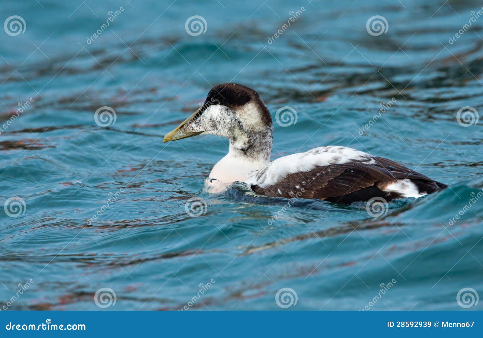 Young eider male stock image. Image of somateria, portrait - 28592939