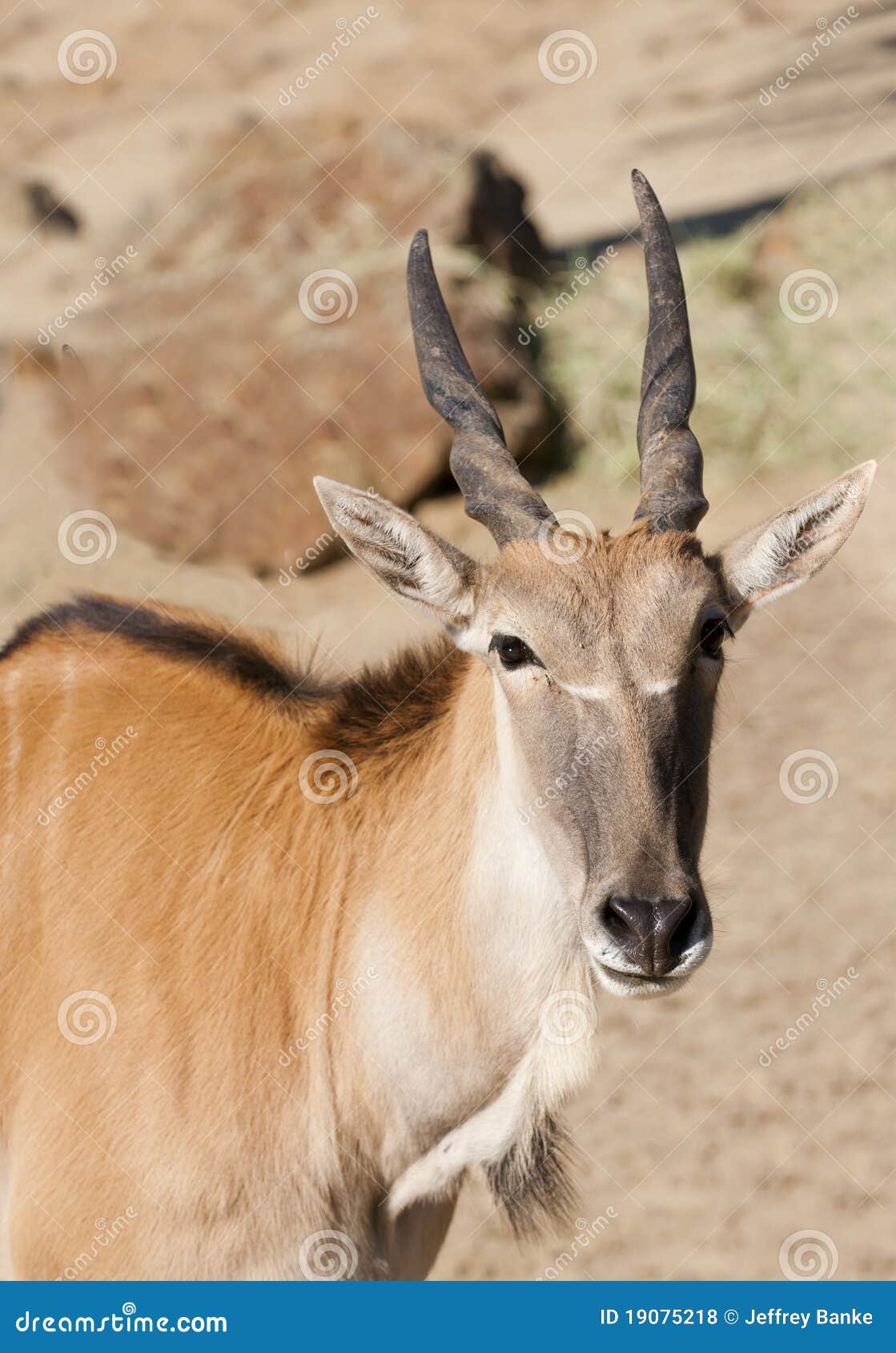 Young Eland stock photo. Image of artiodactyla, herbivore - 19075218