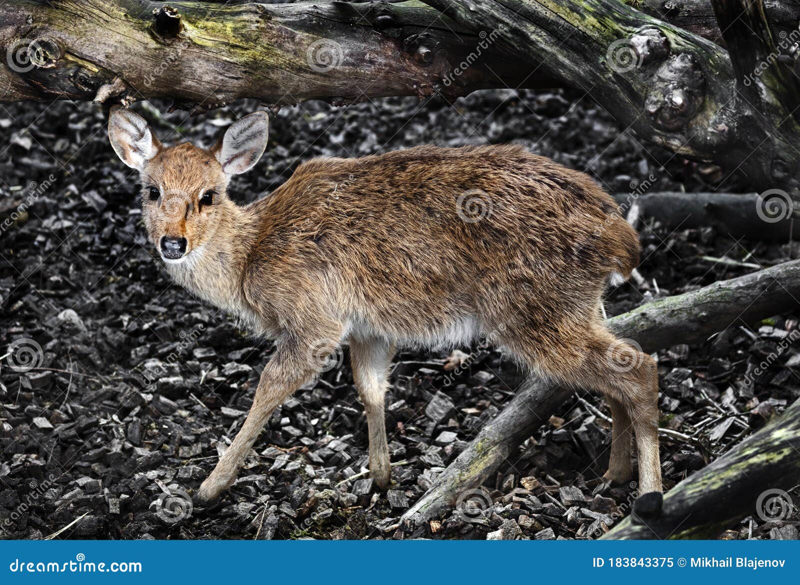 Young Eld`s deer 2 stock image. Image of creature, ruminant - 183843375