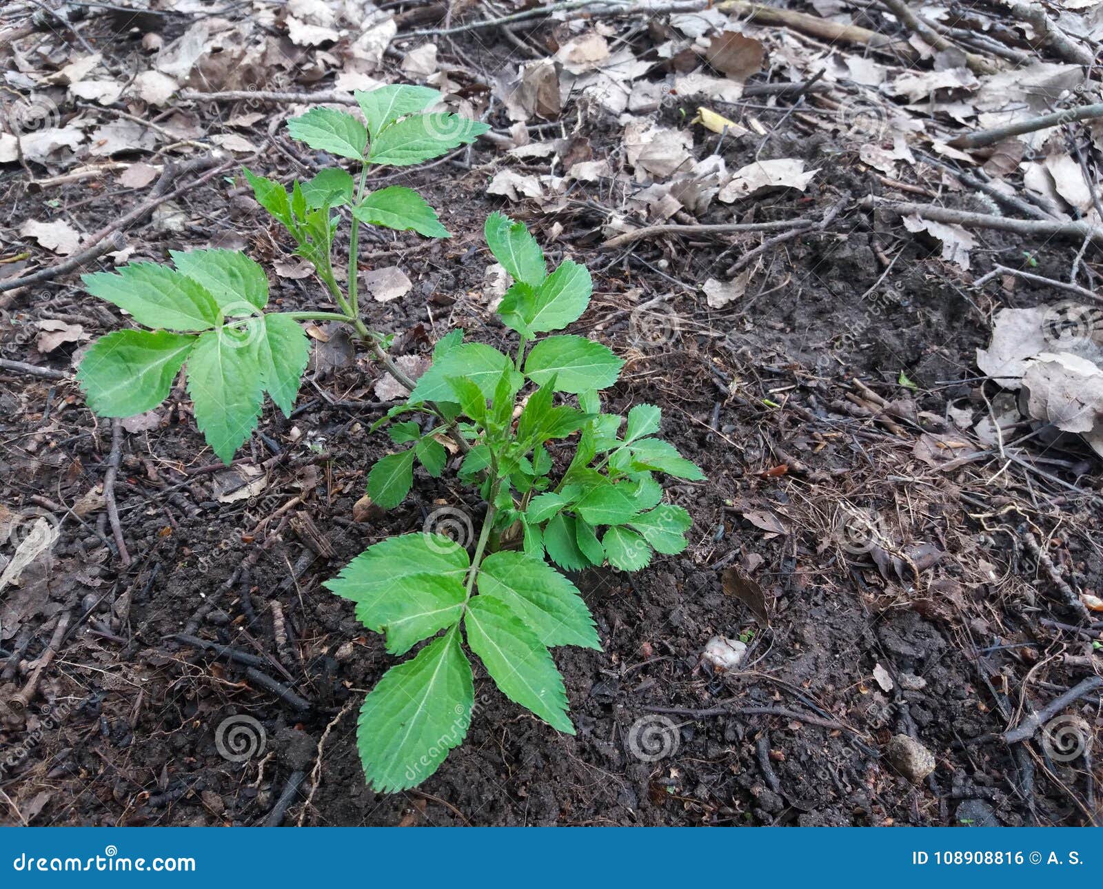 Young Elder Tree Sambucus Nigra Stock Photography | CartoonDealer.com ...