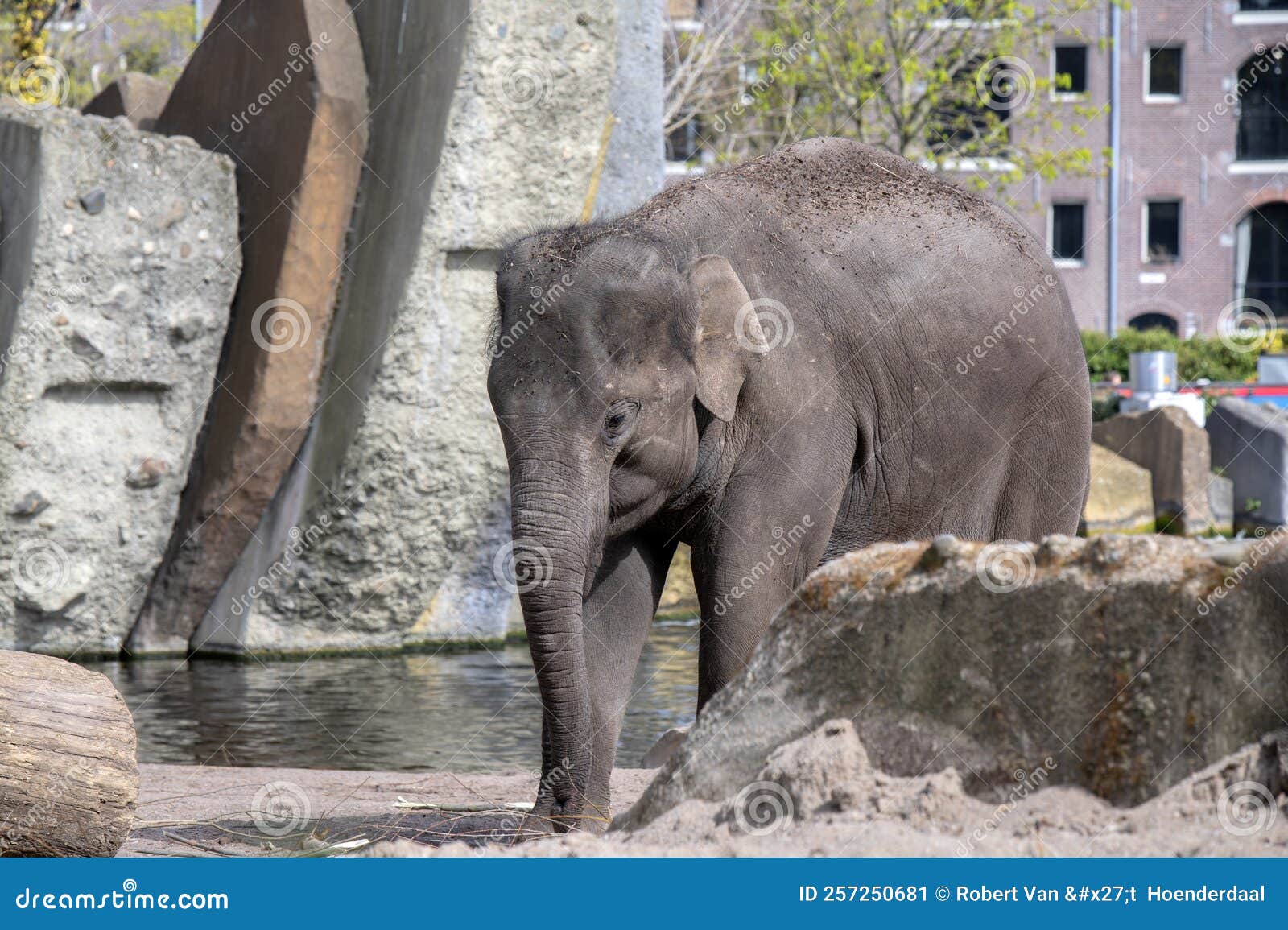 Young Elephant at Amsterdam the Netherlands 28-3-2022 Stock Image ...