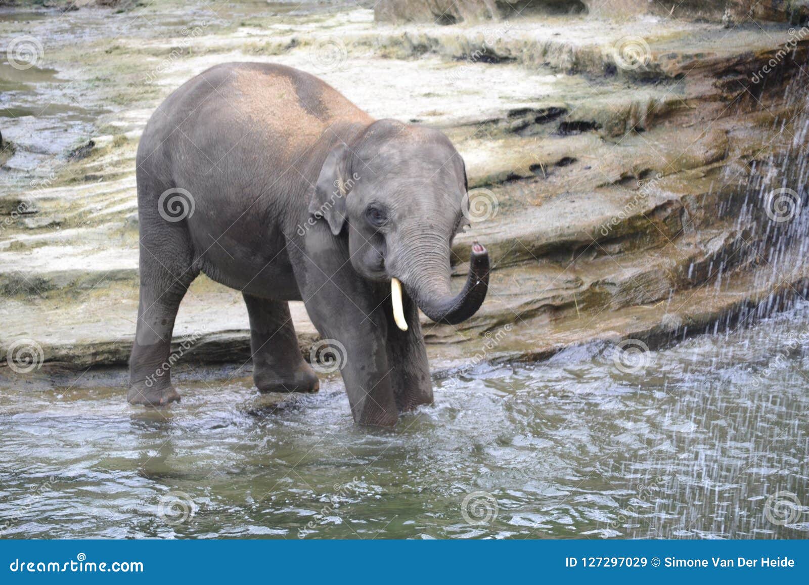 Young elephant bathing stock image. Image of wildlife - 127297029