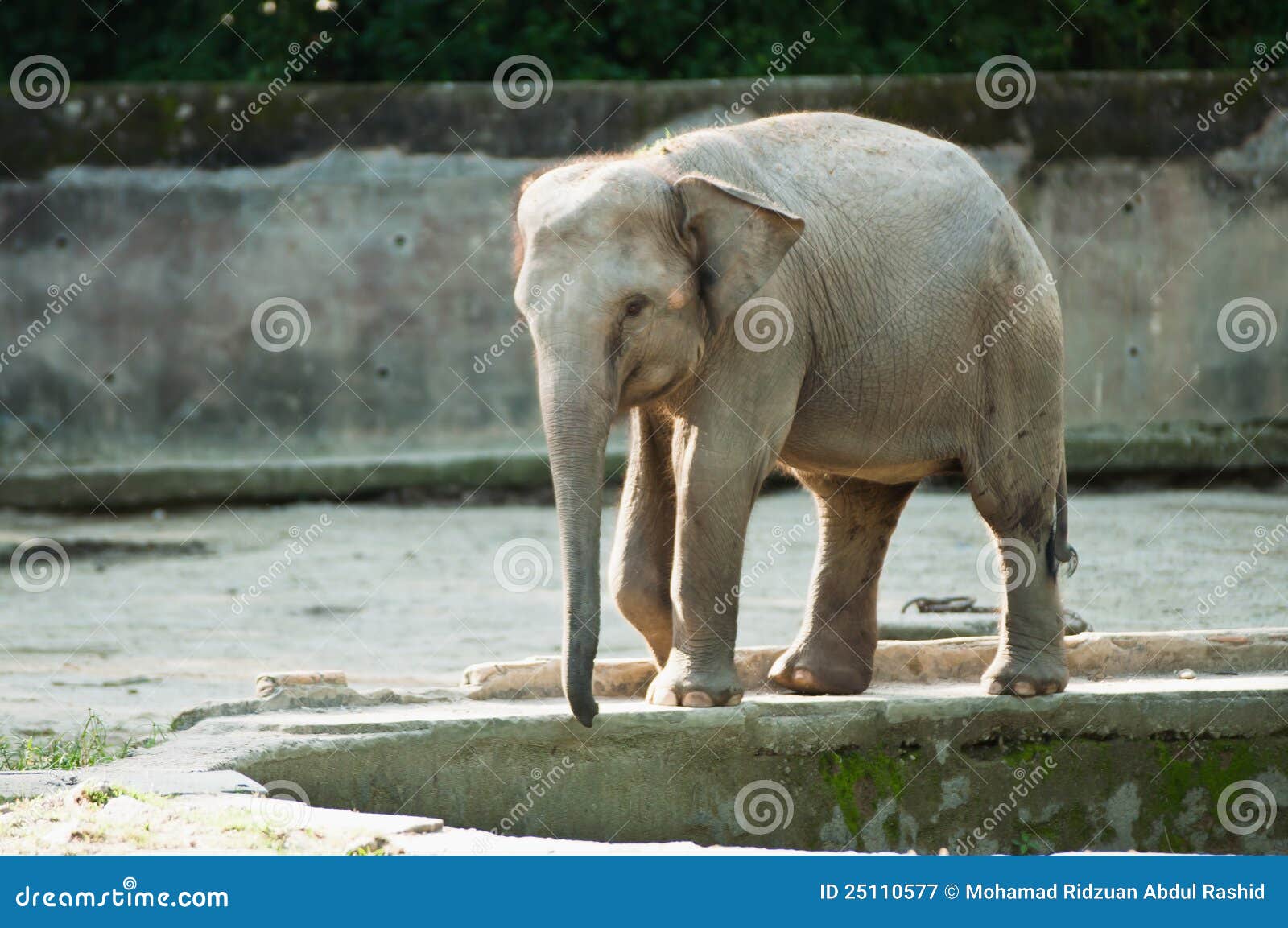 Young Elephant in Captivity Stock Image - Image of sandy, wilderness ...
