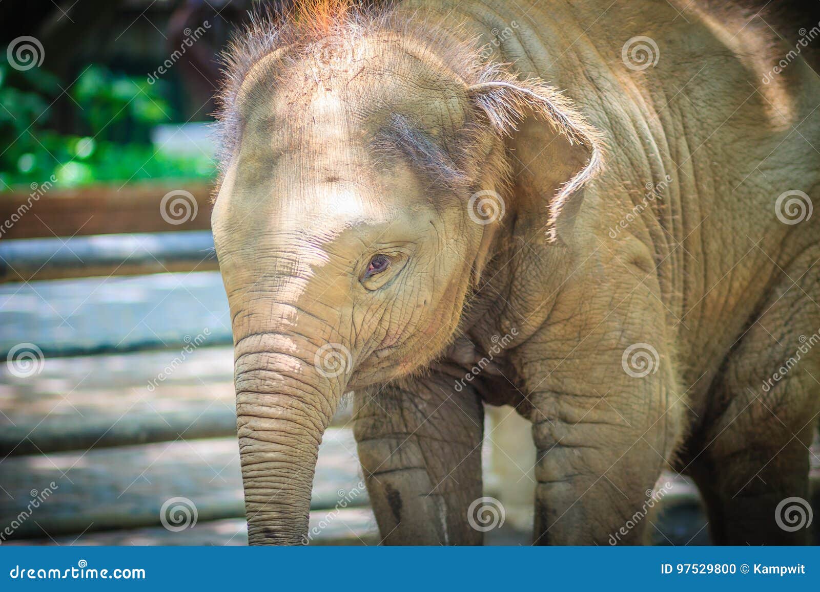 Young Elephant is Chained and it Eye with Tears Look so Pitiful. Stock ...