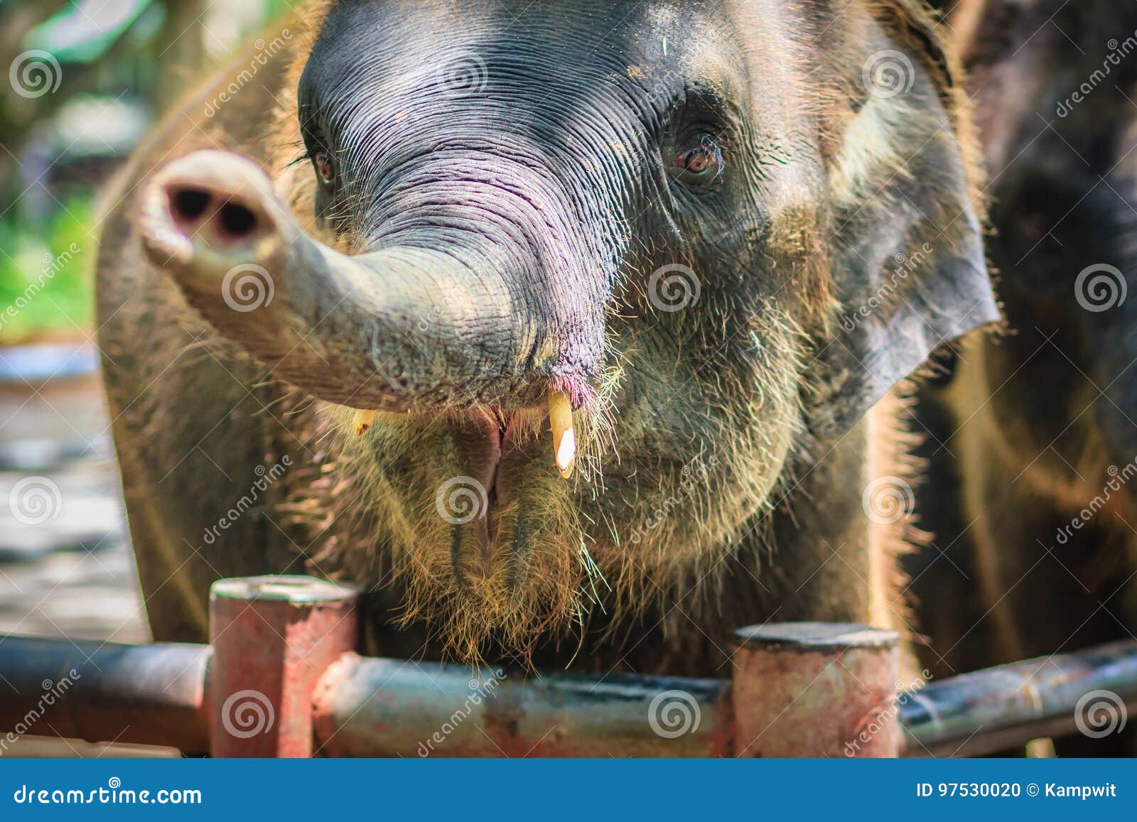Young Elephant is Chained and it Eye with Tears Look so Pitiful. Stock ...