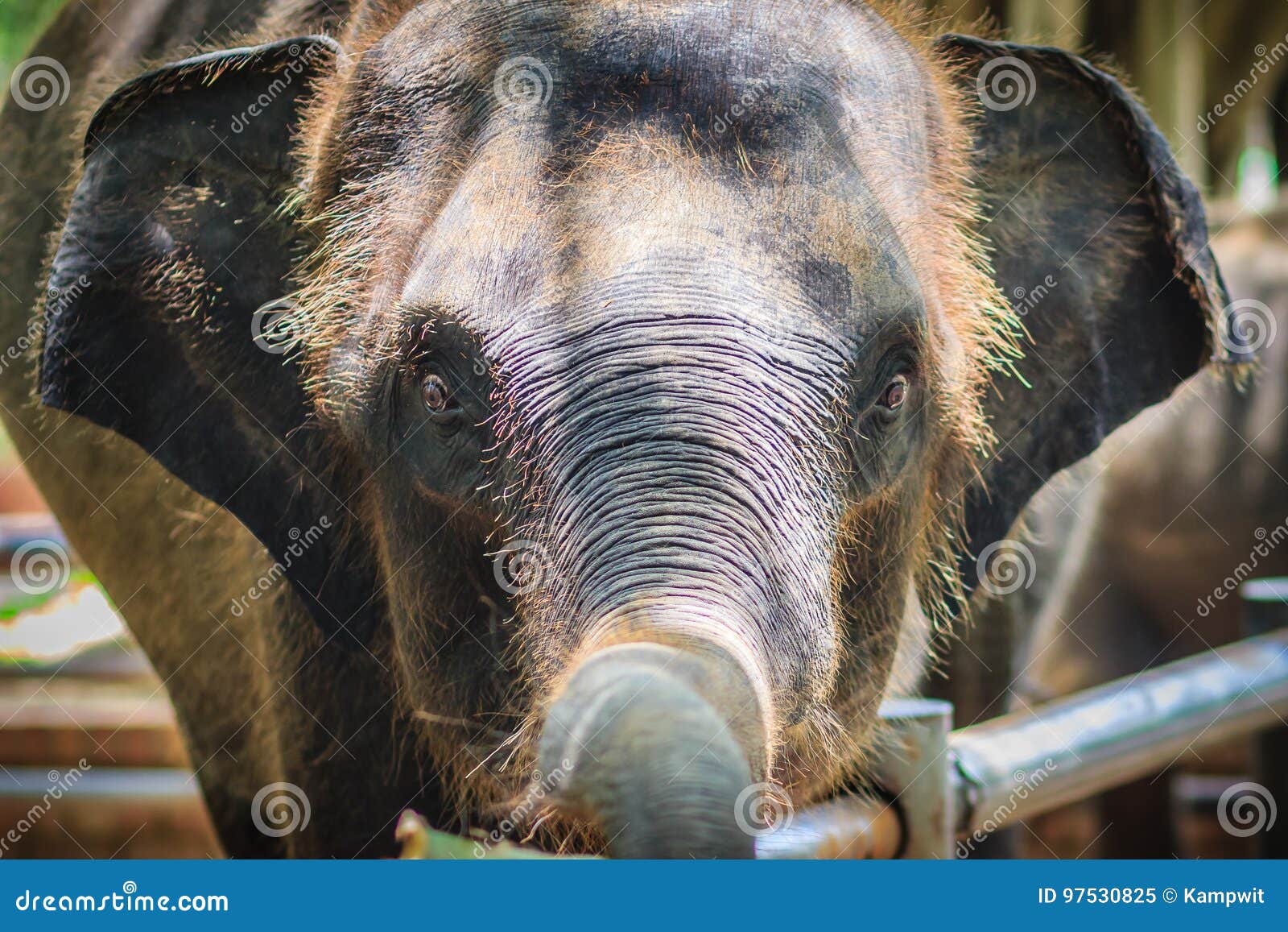 Young Elephant is Chained and it Eye with Tears Look so Pitiful. Stock ...