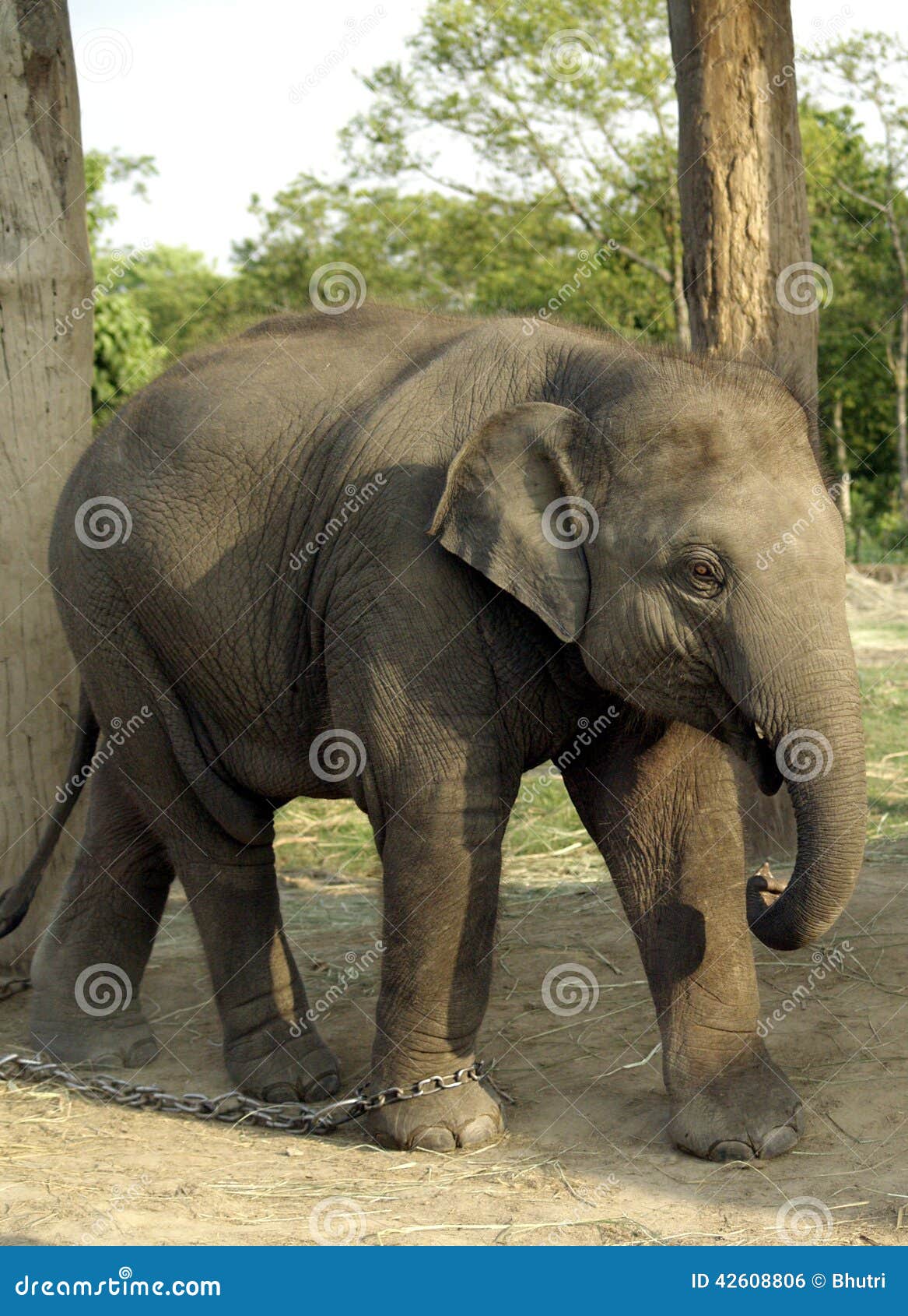 Young Elephant stock photo. Image of cleaning, hatti - 42608806
