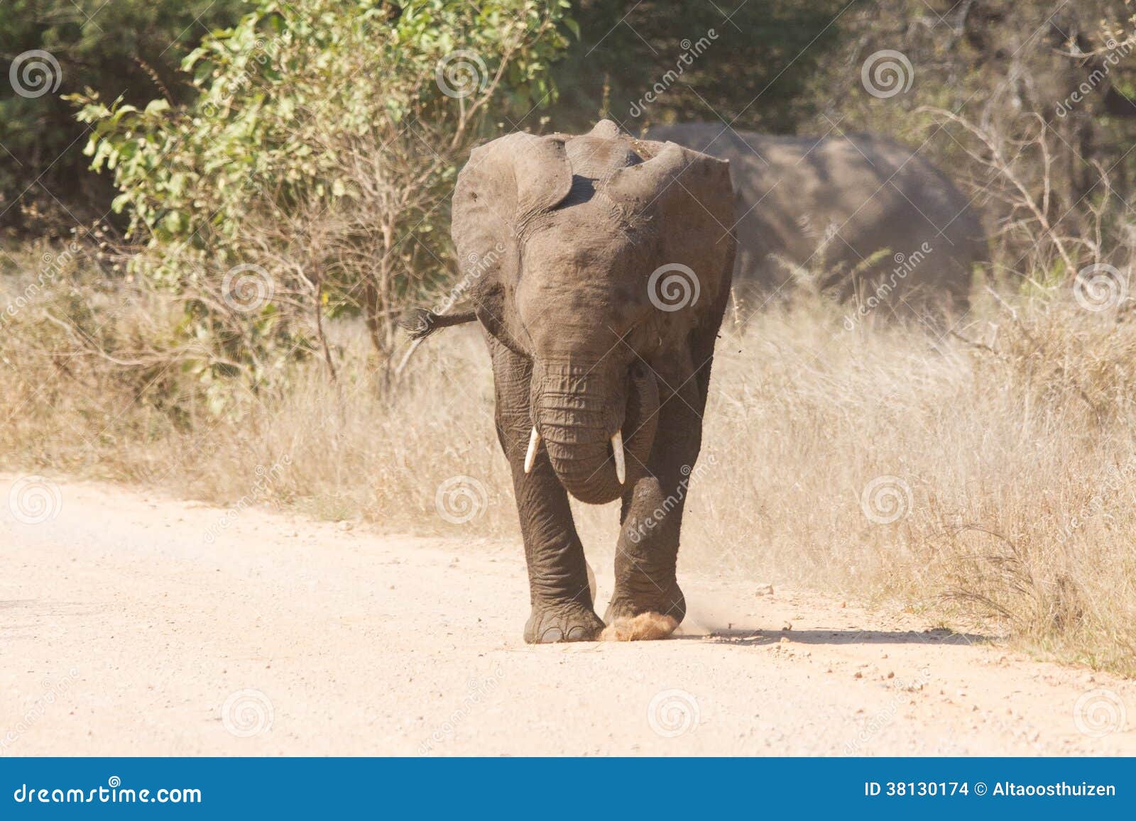 Young Elephant Charge Aggressive Along a Road To Chase Danger Stock ...