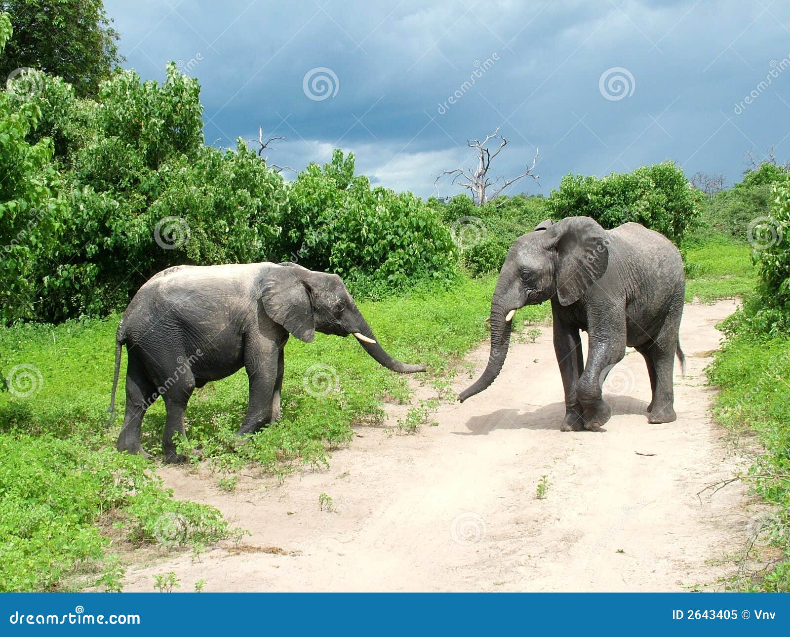 Young Elephant Couple stock image. Image of game, ecology - 2643405