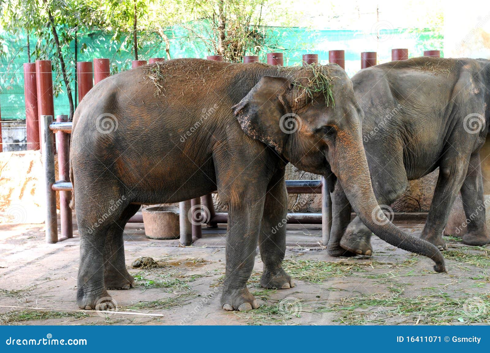 Young Elephant eating stock image. Image of dirty, infant - 16411071
