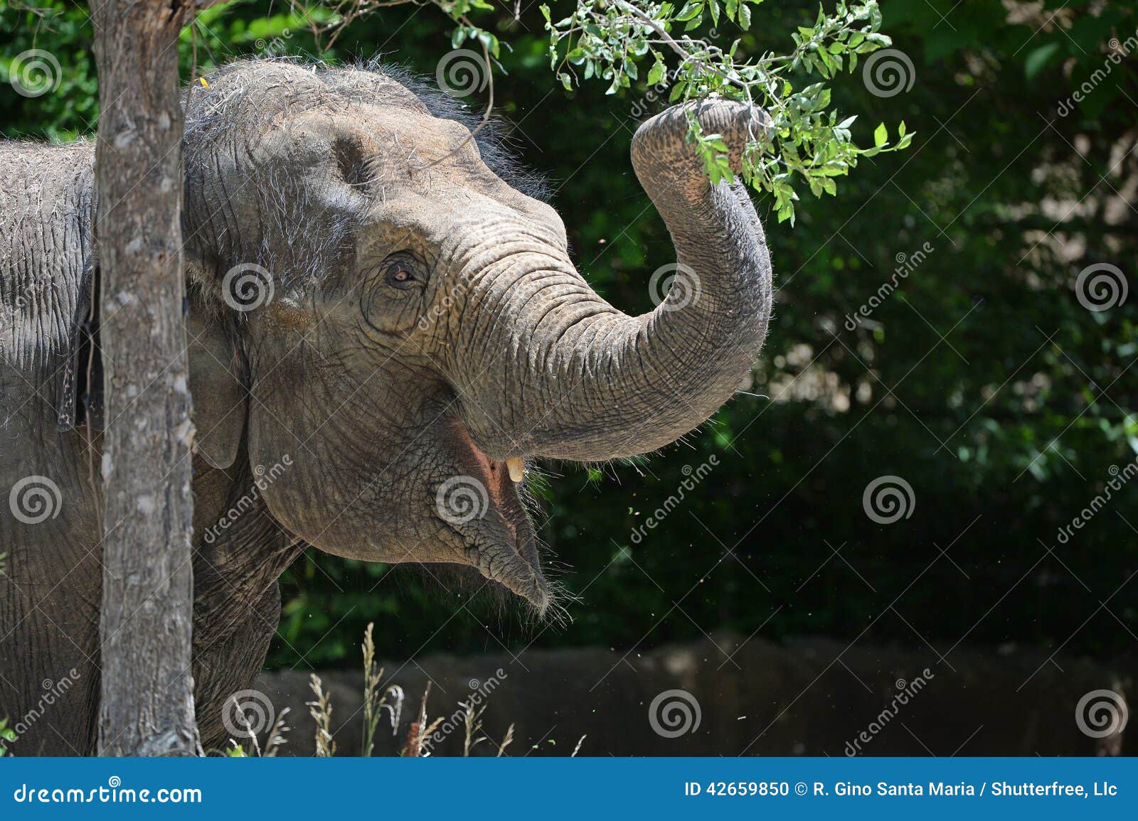 Young Elephant Grabbing Branch Stock Photo - Image of mammal, wild ...