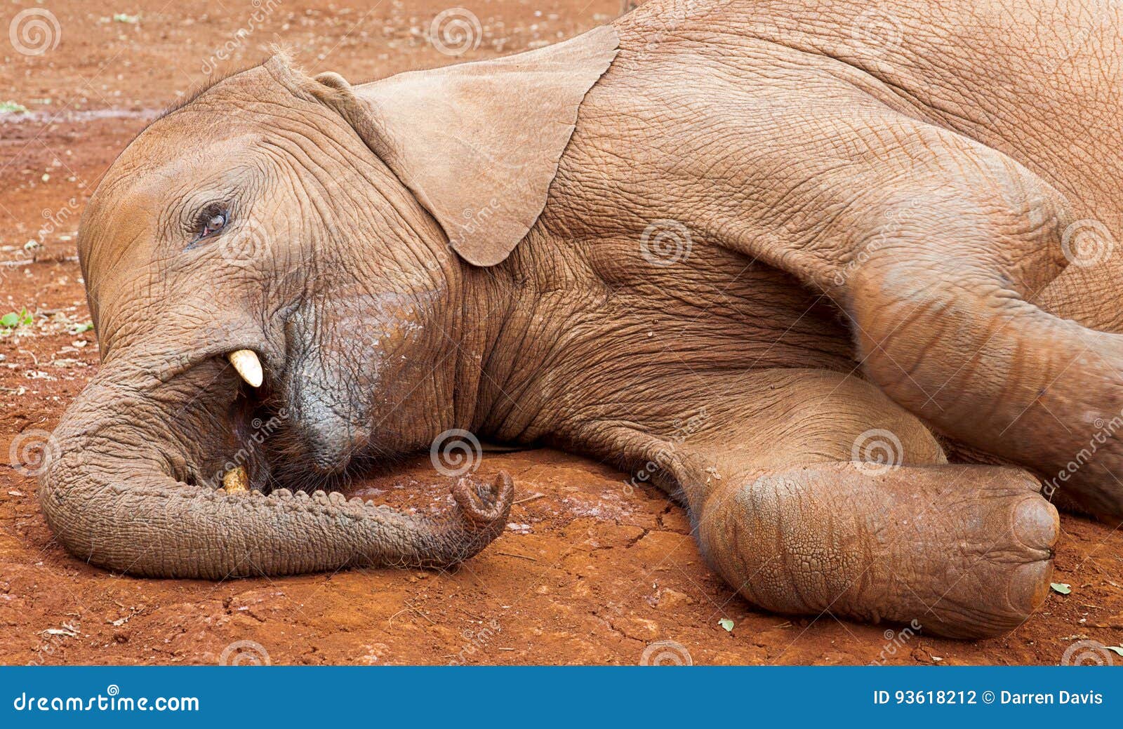 Young Elephant Laying on Ground Stock Photo - Image of playing, herd ...